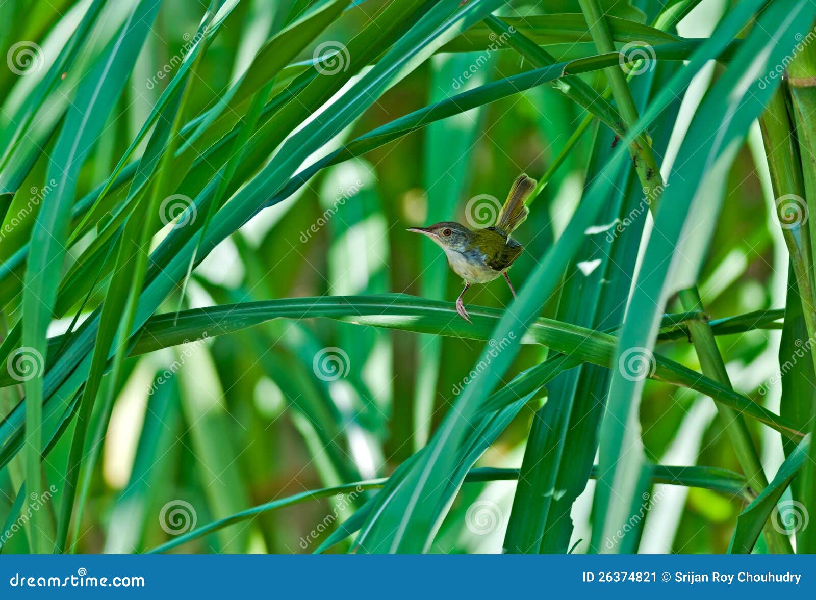 Common Tailorbird Green Reeds Grass Blades Stock Image - Image of ...