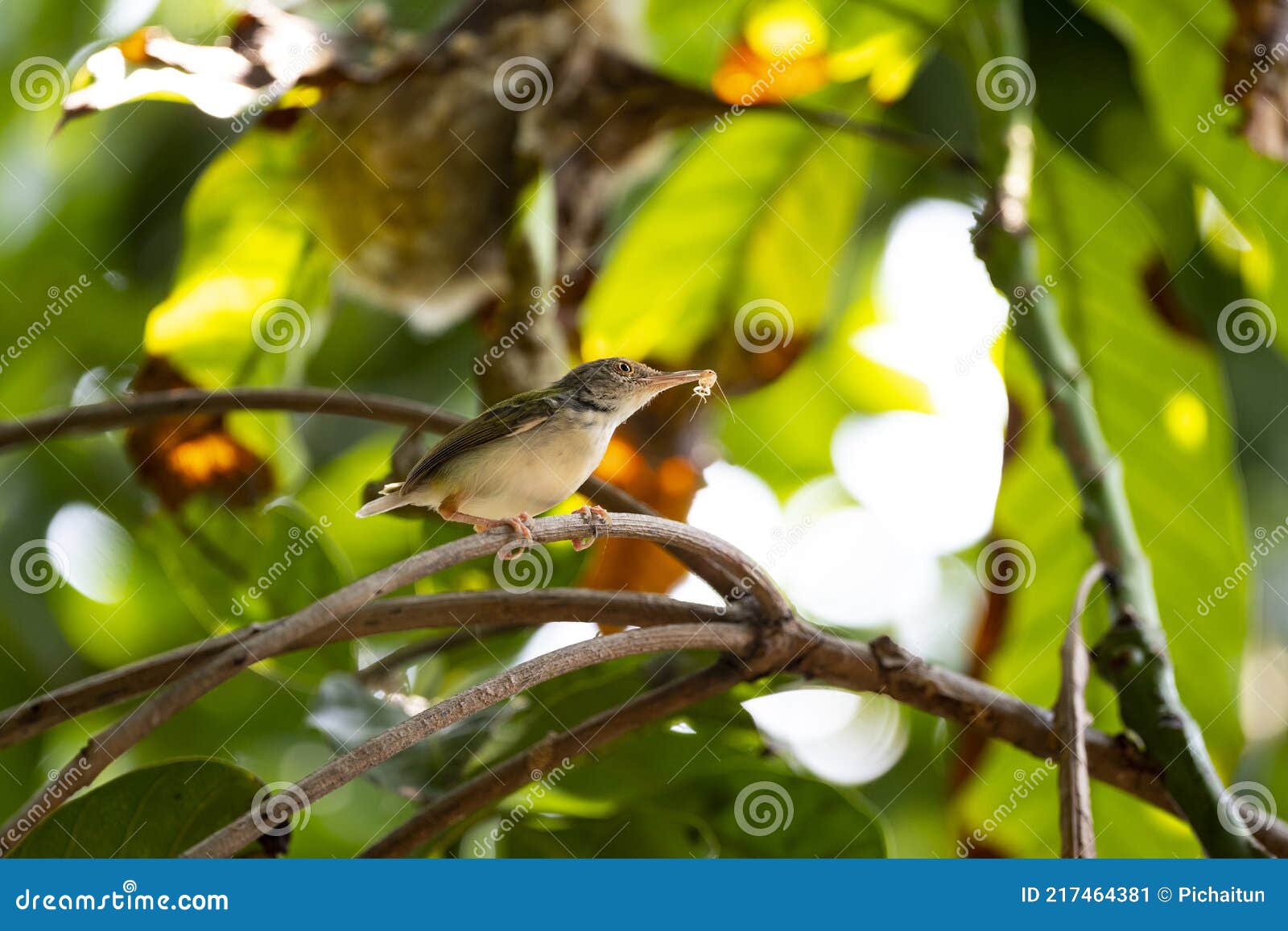 Common Tailorbird Royalty-Free Stock Photo | CartoonDealer.com #217464381