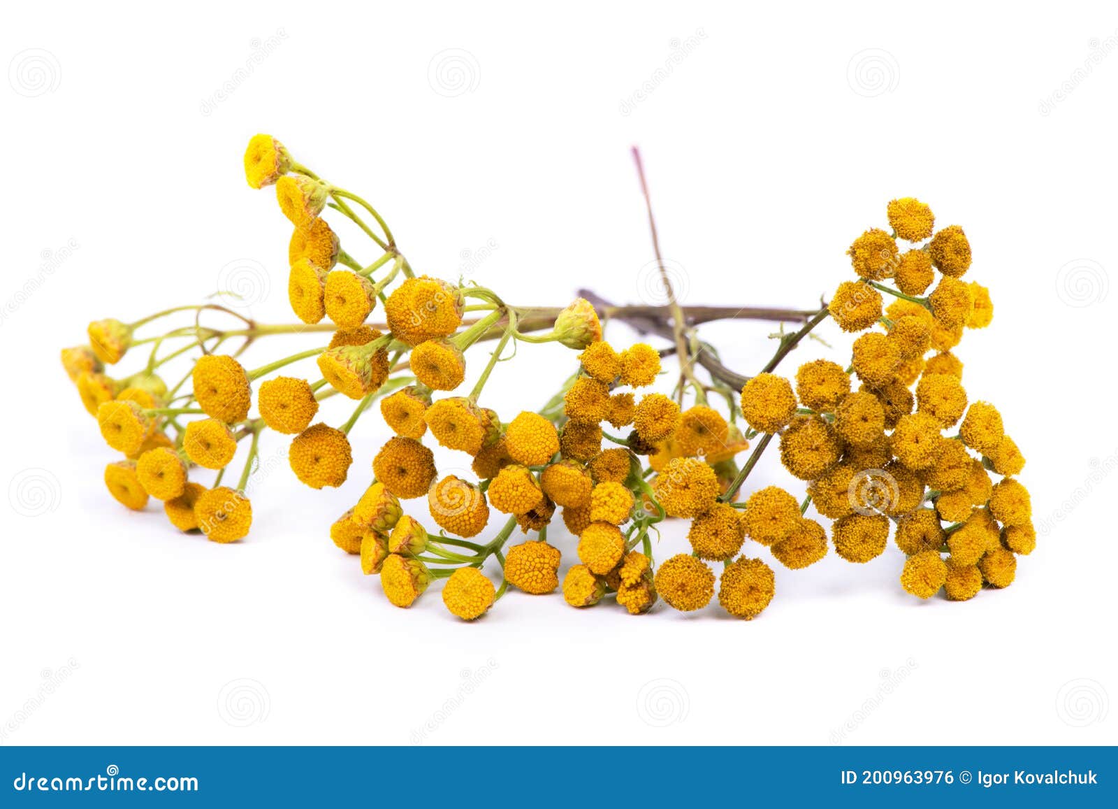 Common tansy isolated stock photo. Image of golden, botany - 200963976