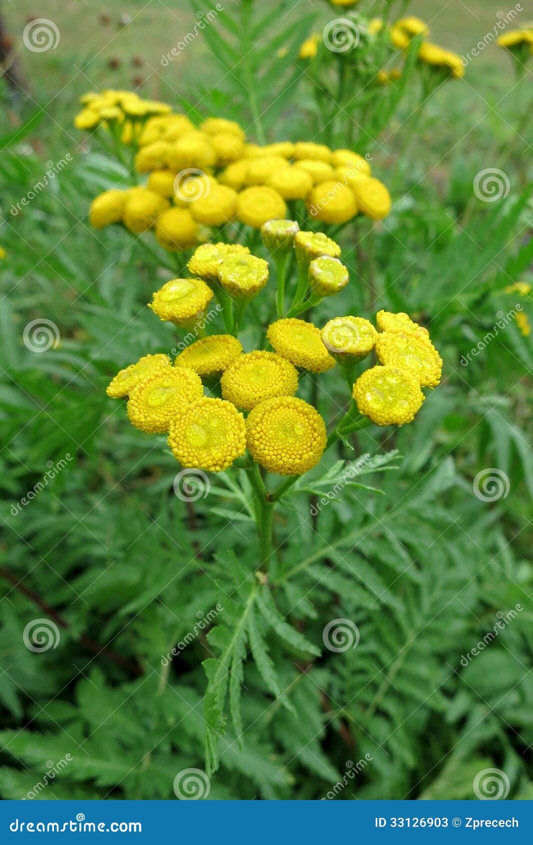 Common Tansy (Tanacetum Vulgare) Stock Image - Image of nature, bloom ...