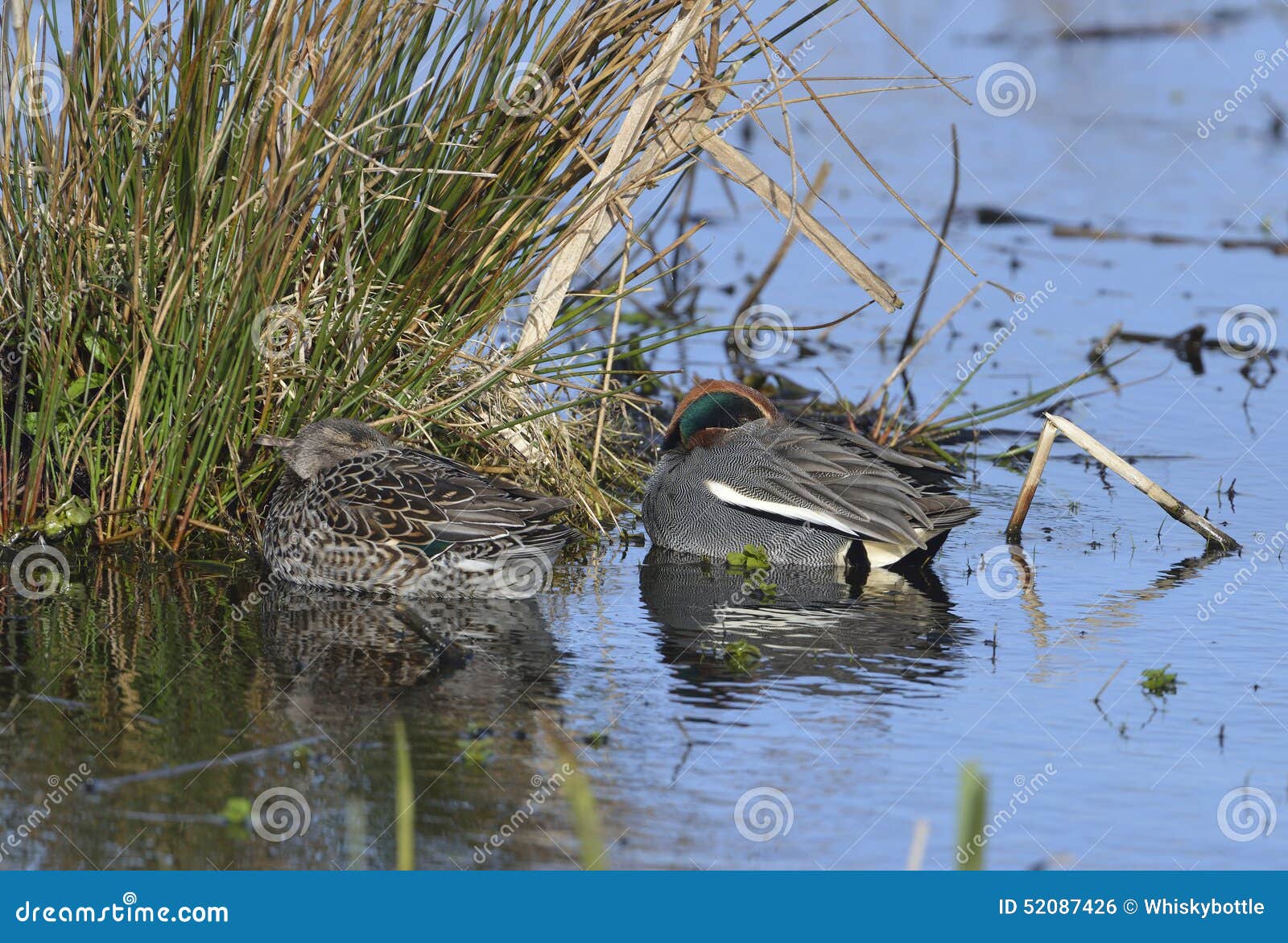 Common Teal stock photo. Image of england, somerset, water - 52087426