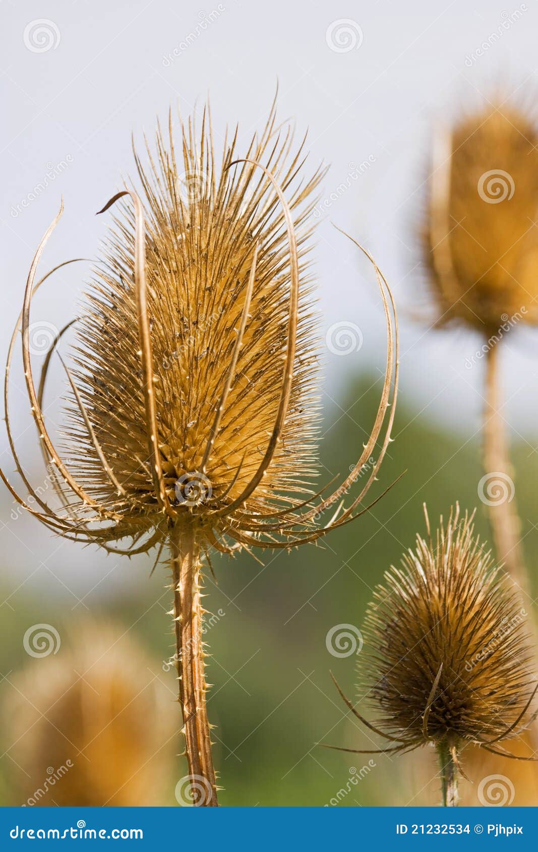 Common Teasel stock photo. Image of thorn, sharp, teazle - 21232534