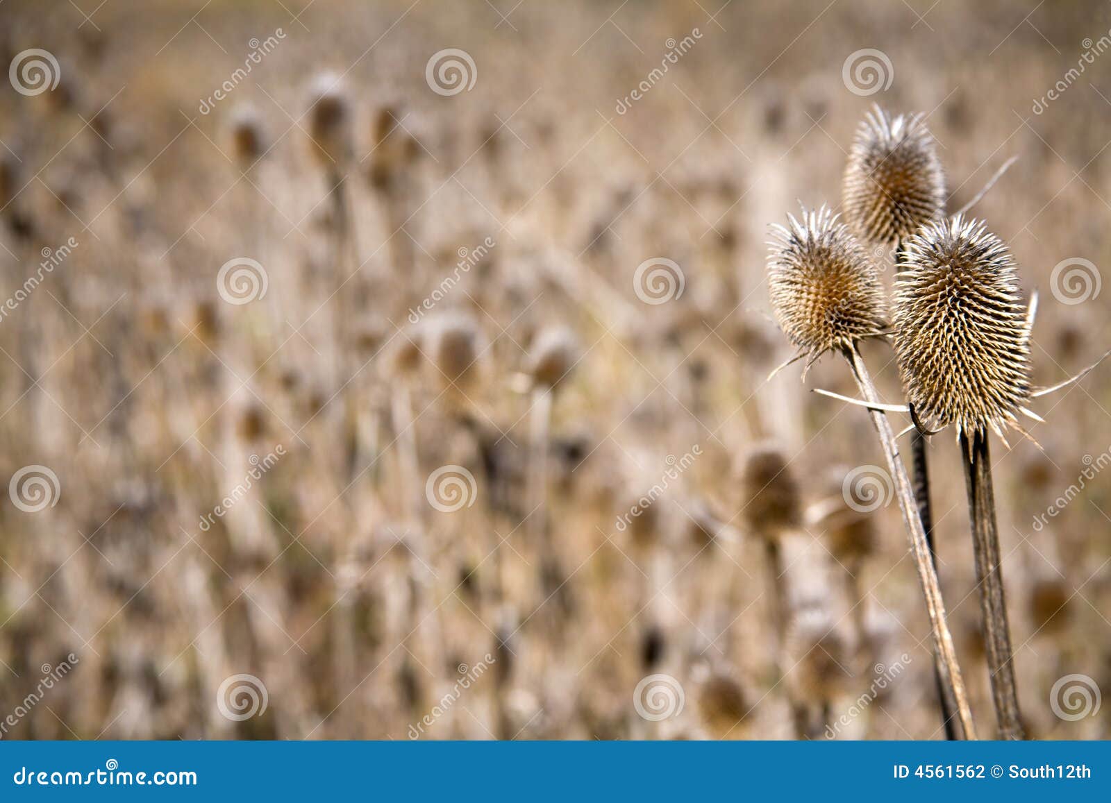 Common Teasel, Dipsacus Fullonum Stock Photo - Image of barb, fall: 4561562