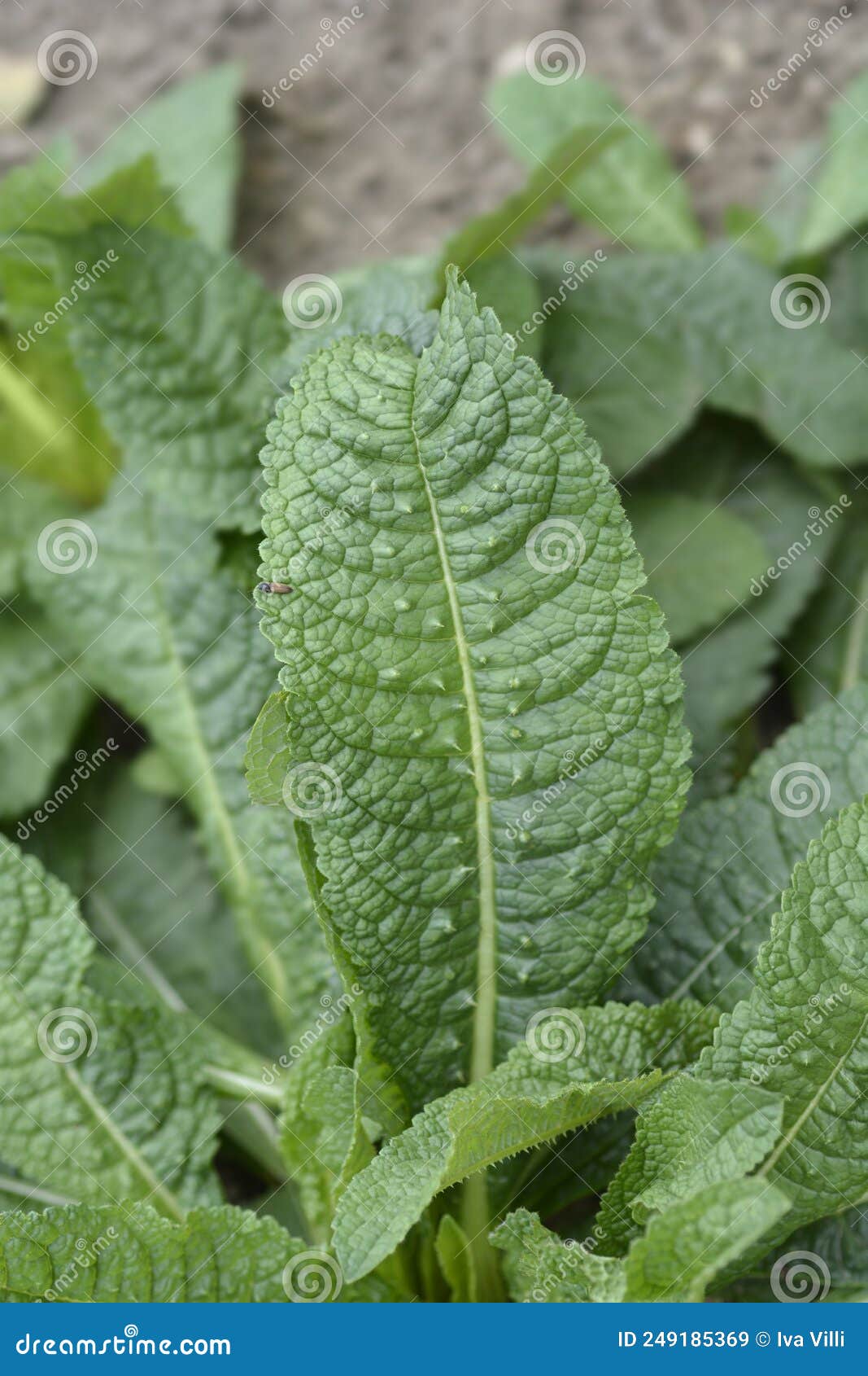 Common teasel stock image. Image of green, spring, dipsacus - 249185369