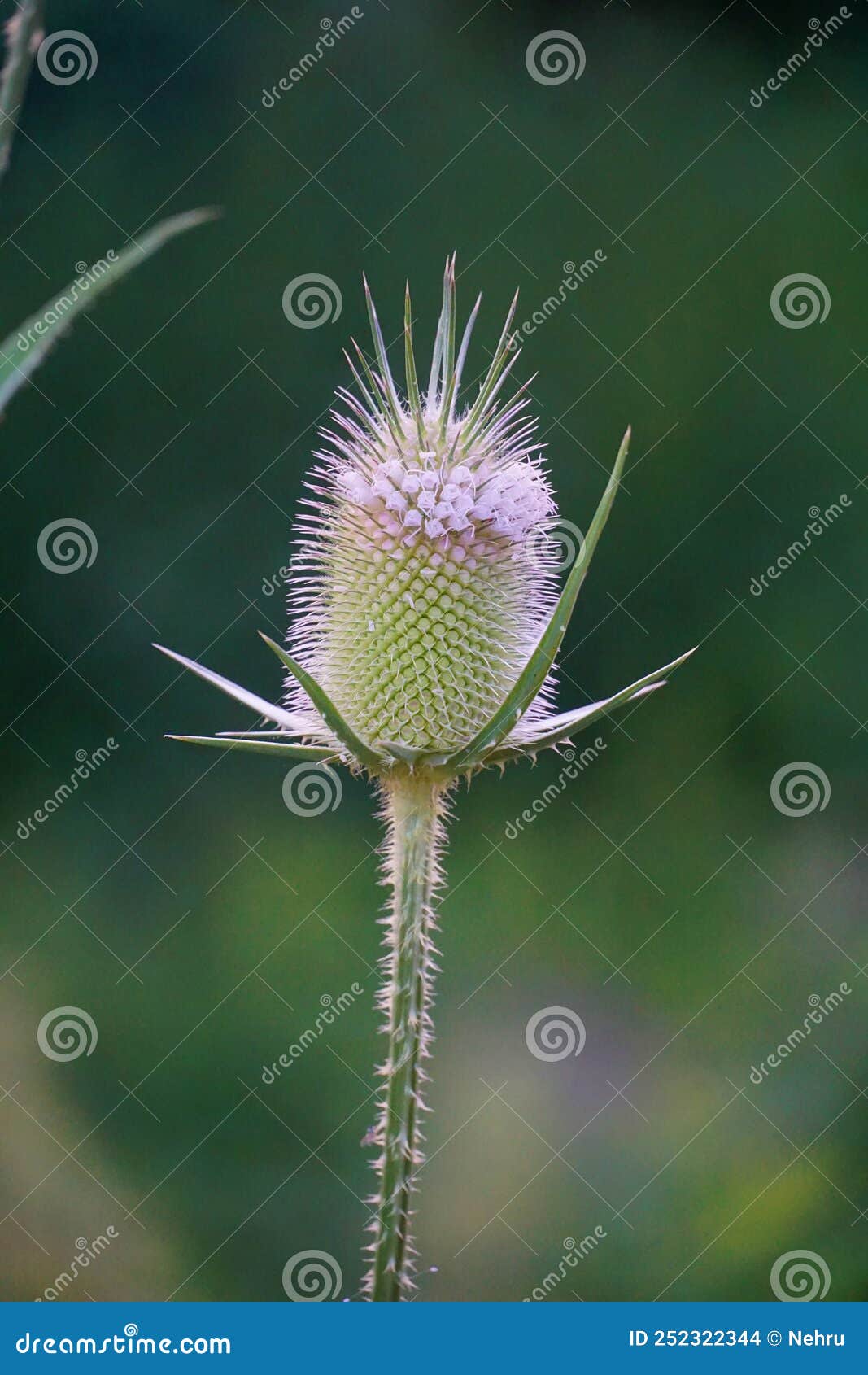 Common Teasel in Meadow Close Up Stock Photo - Image of flora, closeup ...