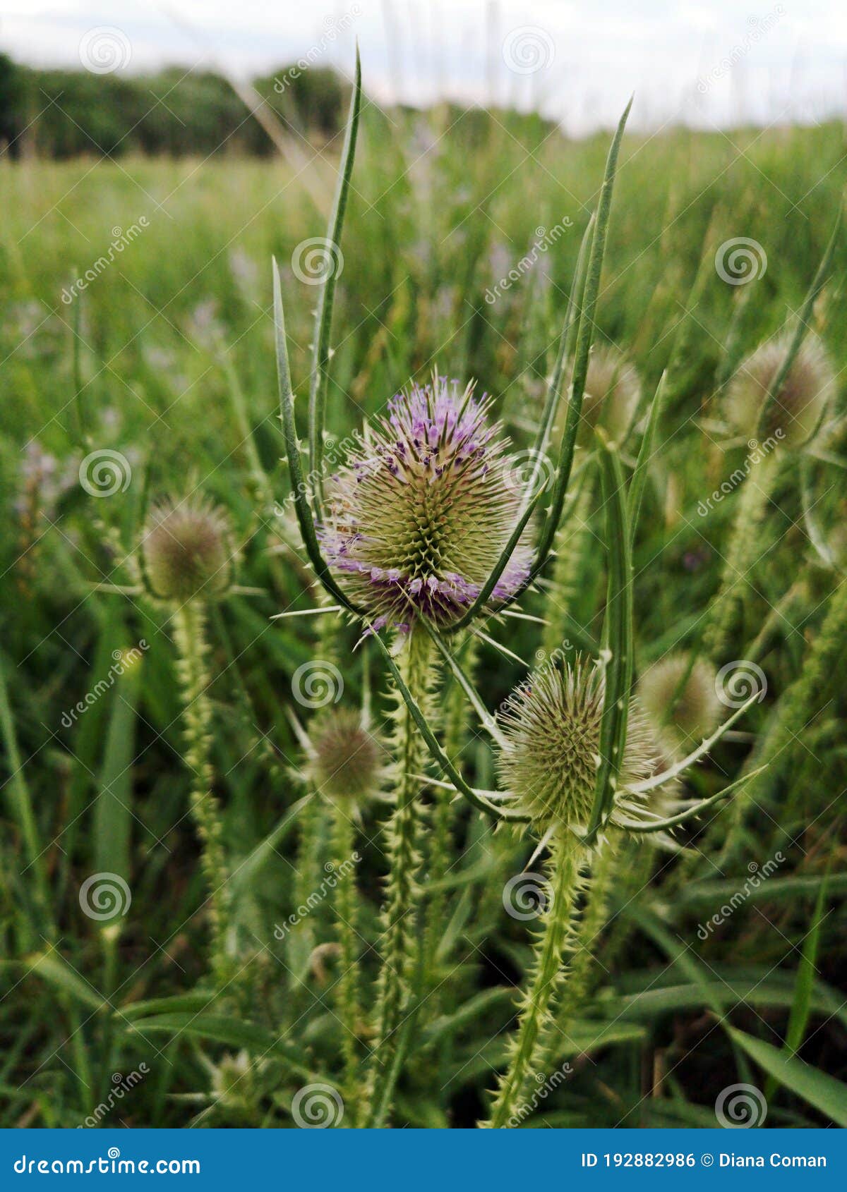 Common teasel stock photo. Image of blooming, scottish - 192882986