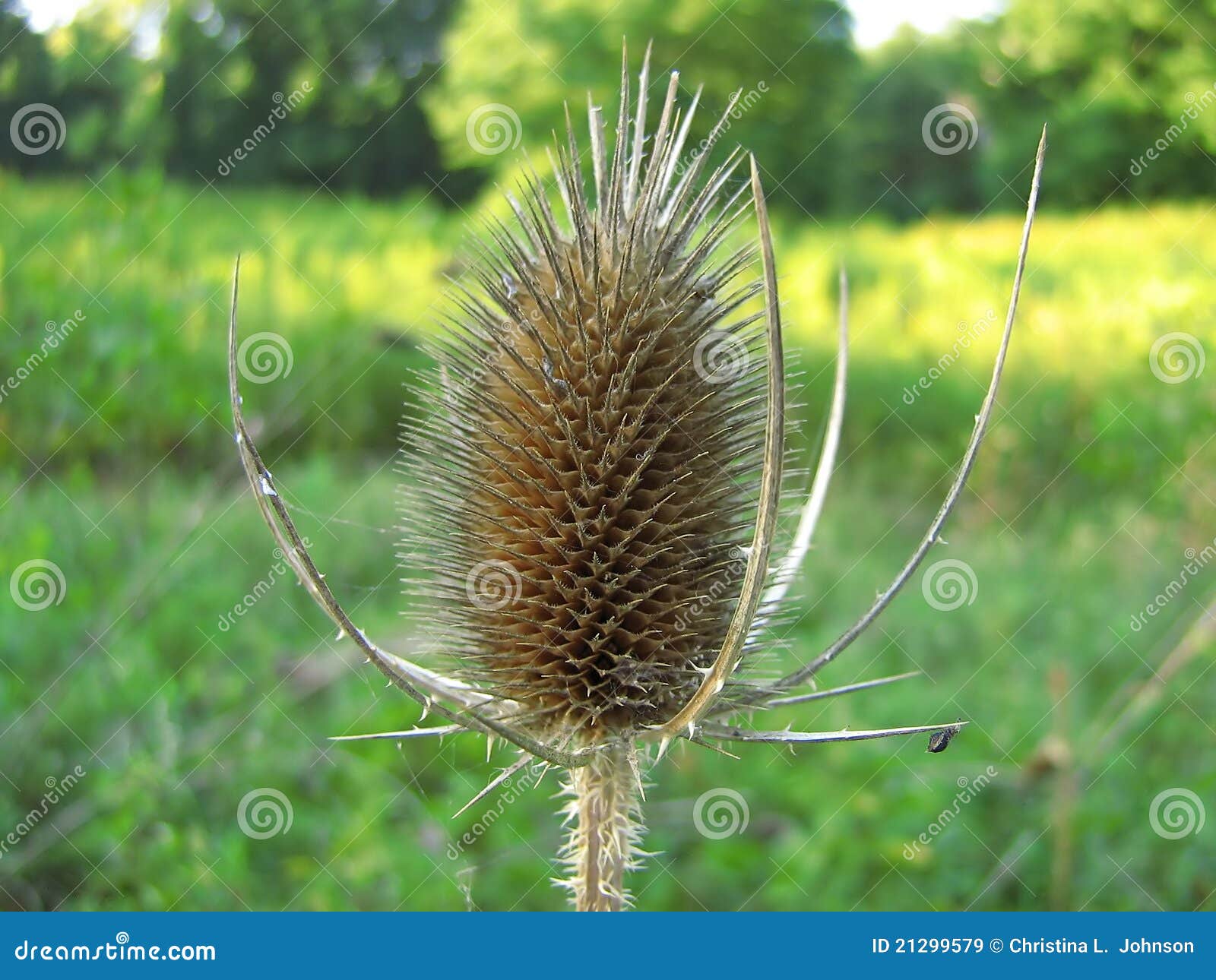 Common Teasle (Dipsacus Fullonum) Stock Image - Image of natural ...