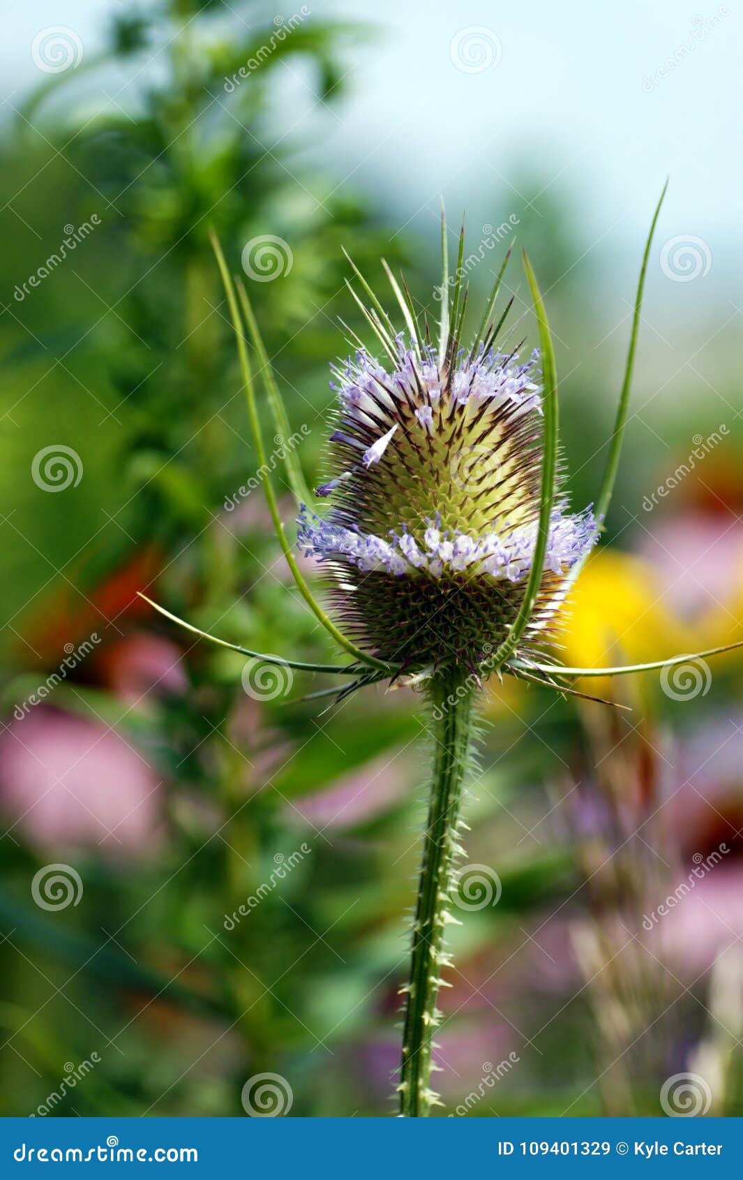 Common teasle stock image. Image of outdoors, spring - 109401329