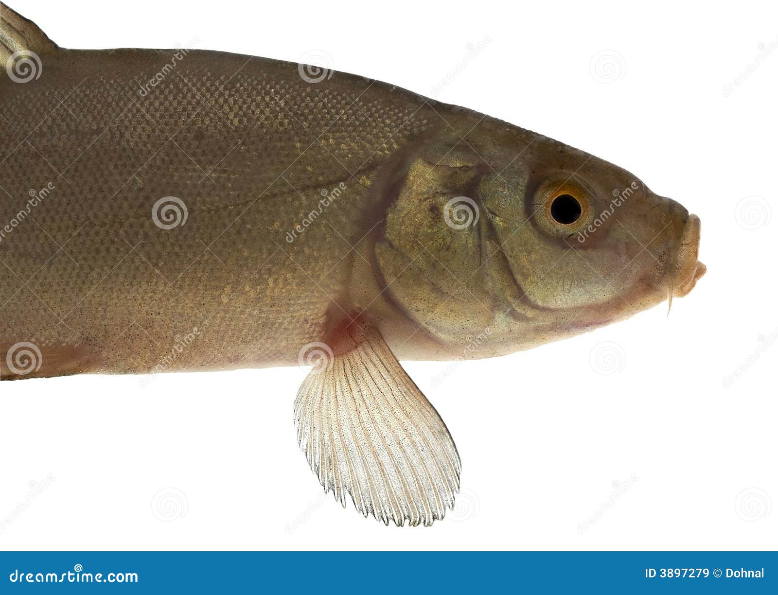 Common Tench, Head and Body - Isolated Stock Image - Image of dinner ...