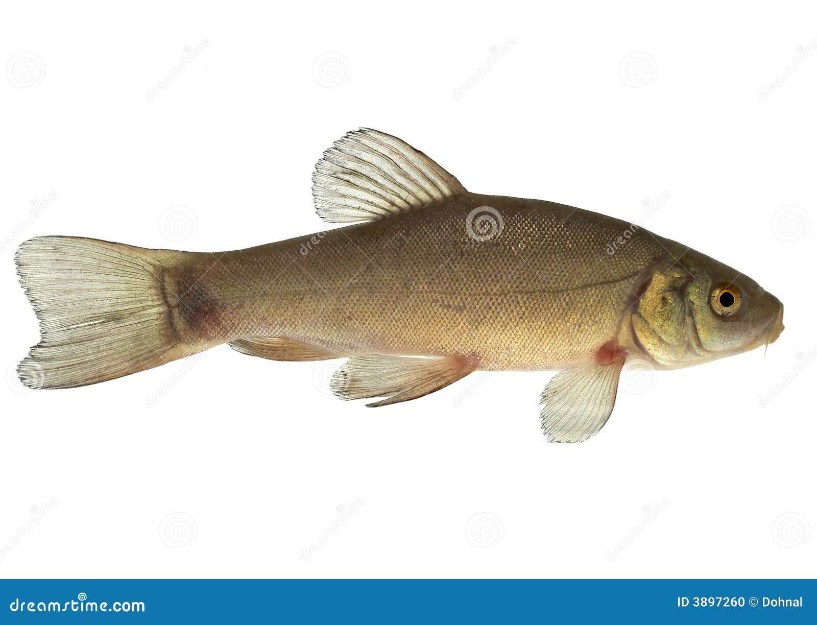 Common Tench Isolated Stock Photos - Free & Royalty-Free Stock Photos ...