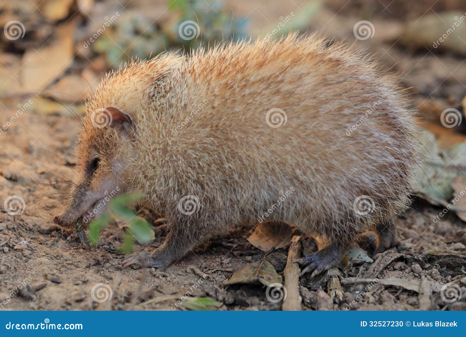 Common Tenrec Stock Photos - Free & Royalty-Free Stock Photos from ...