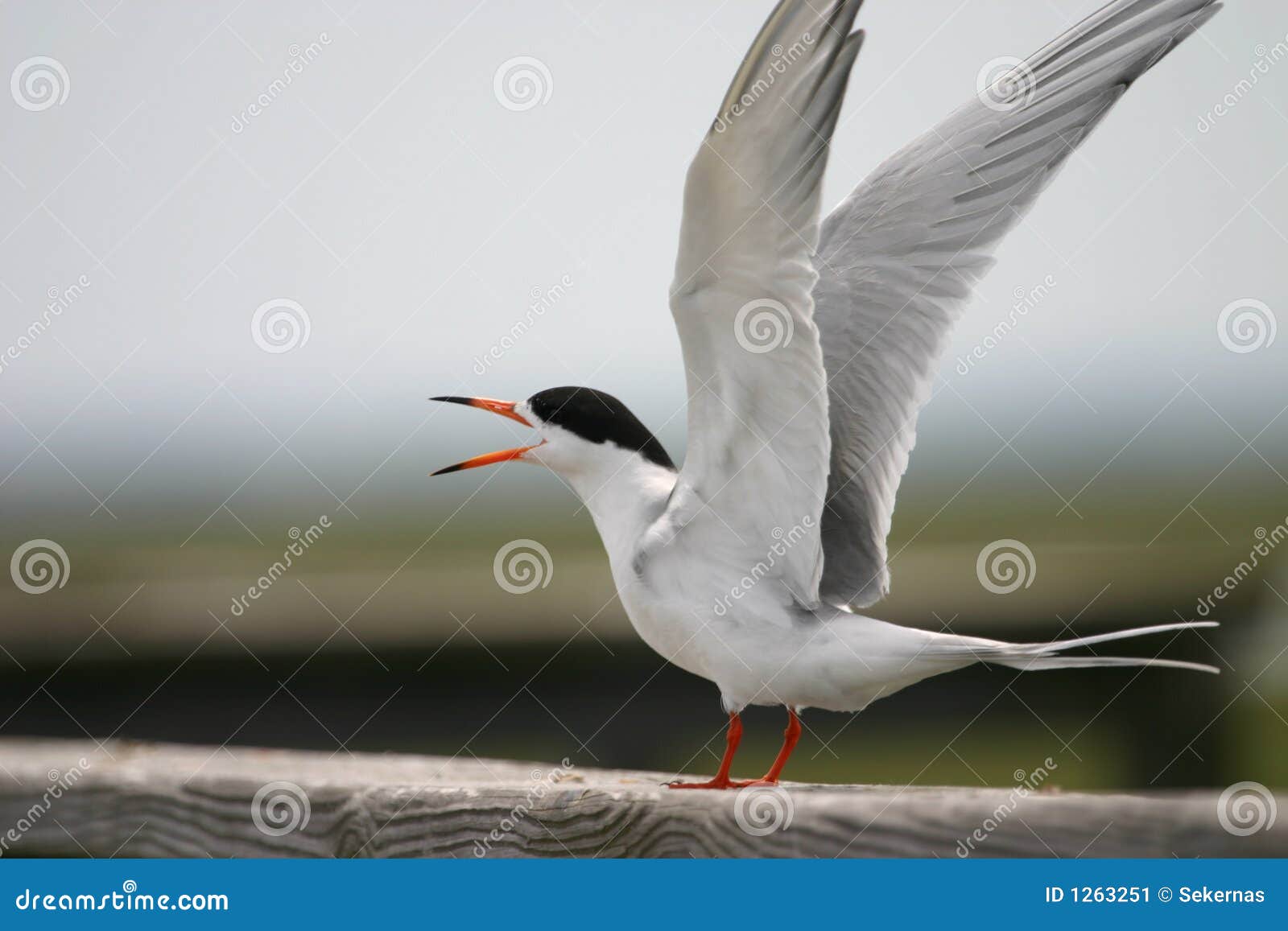 Common tern stock image. Image of hirundo, terns, orange - 1263251