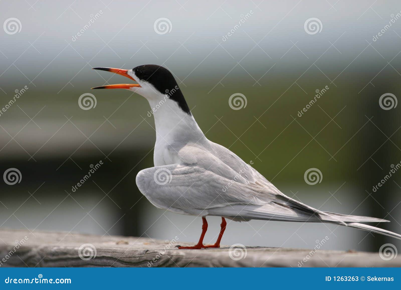 Common tern stock image. Image of noises, graceful, animal - 1263263
