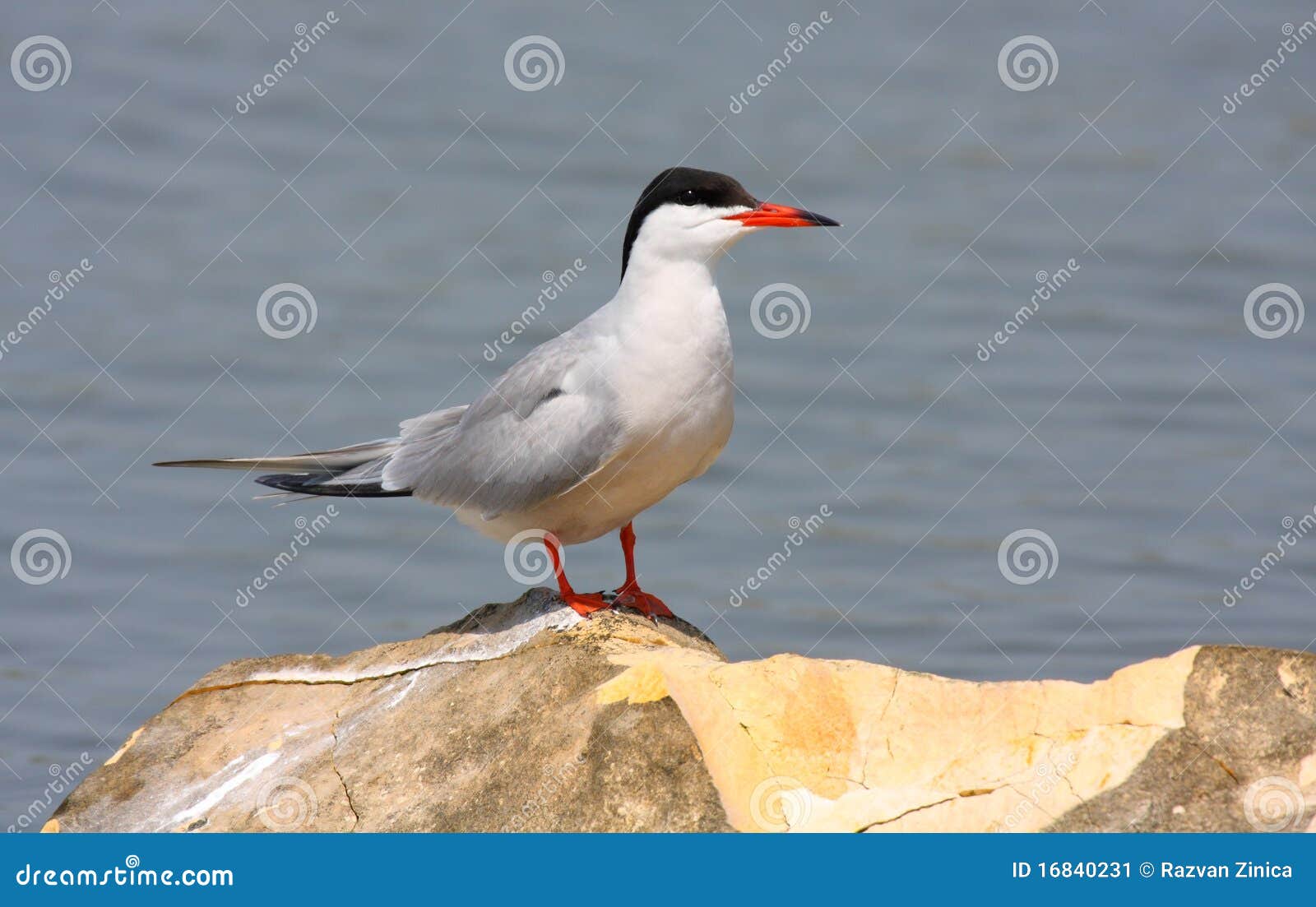 Common tern stock image. Image of common, water, beak - 16840231