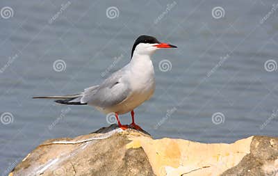 Common tern stock image. Image of common, water, beak - 16840231