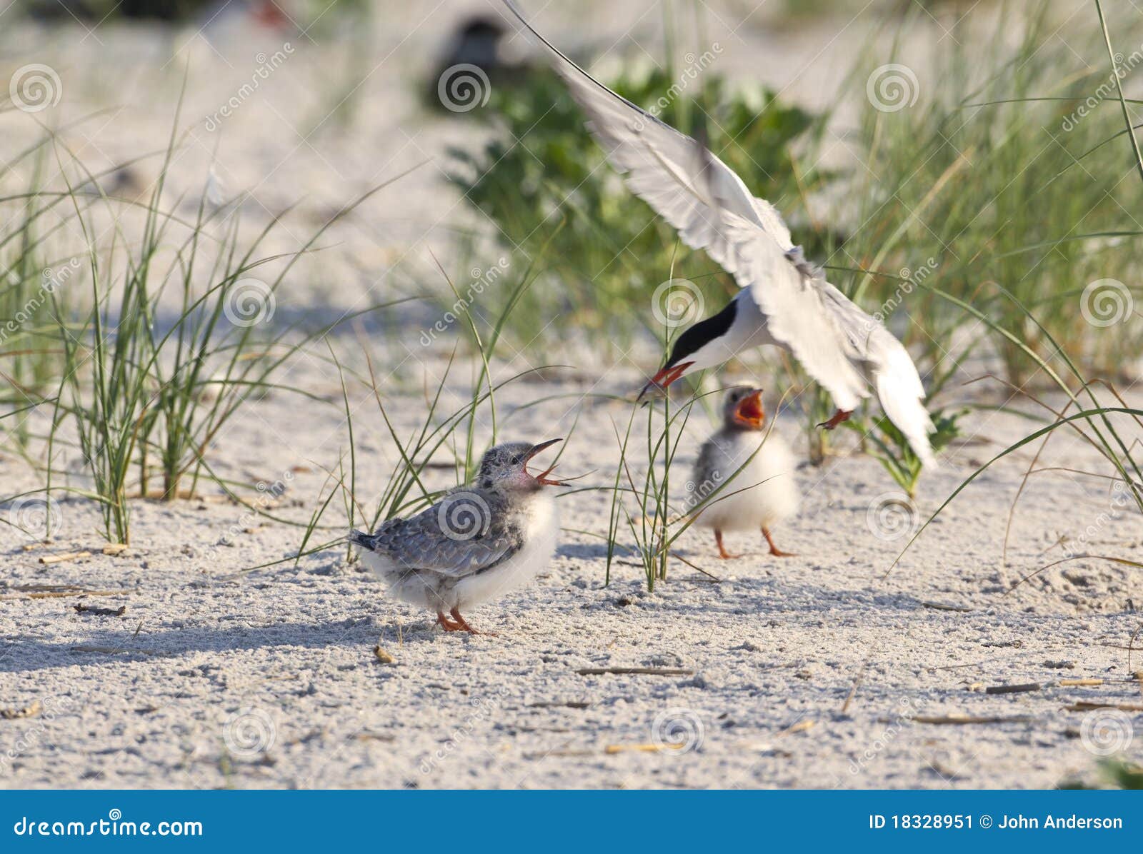 Common tern stock image. Image of nature, sterna, hirundo - 18328951