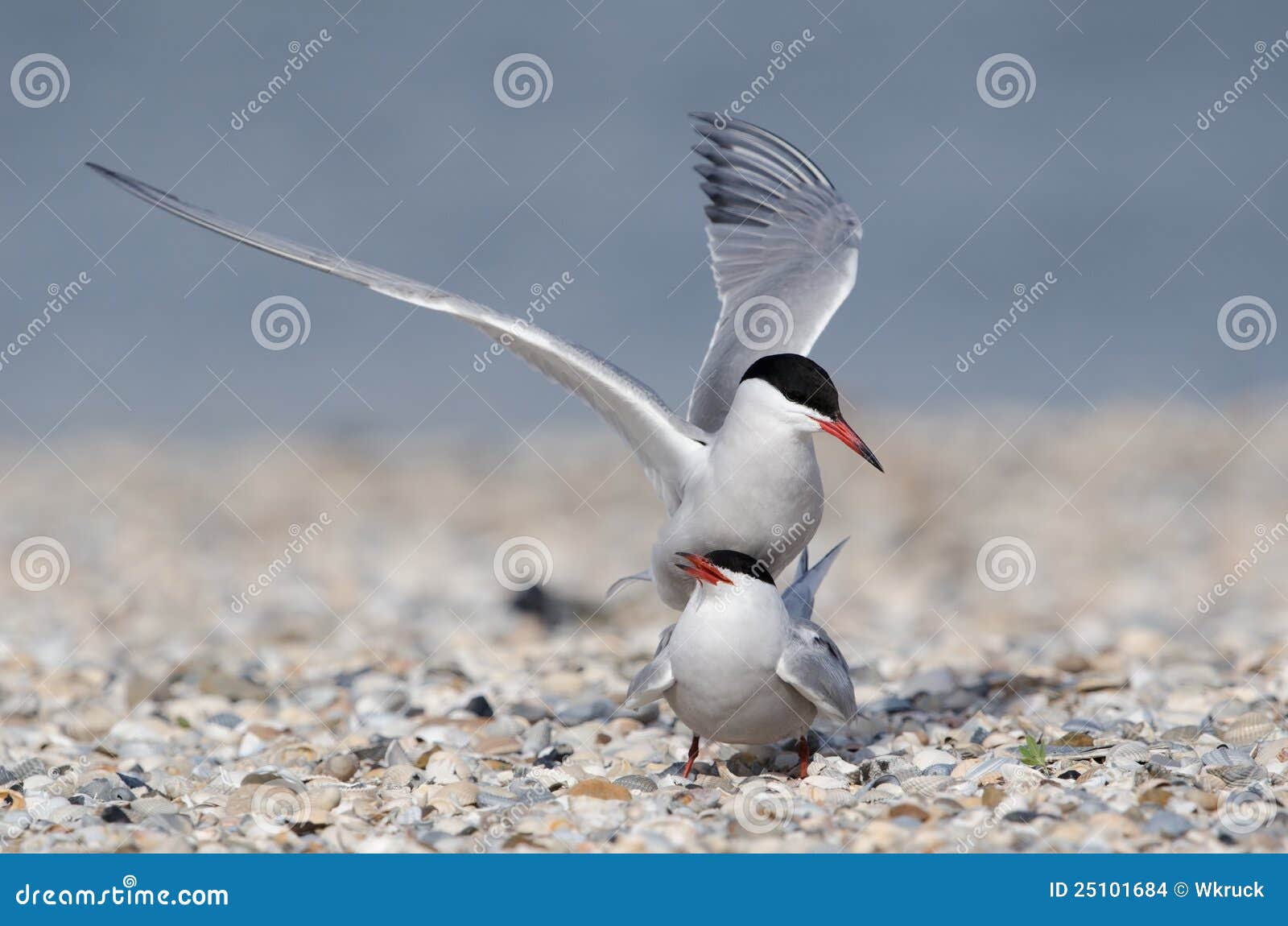 Common tern stock photo. Image of bird, copulation, wildlife - 25101684