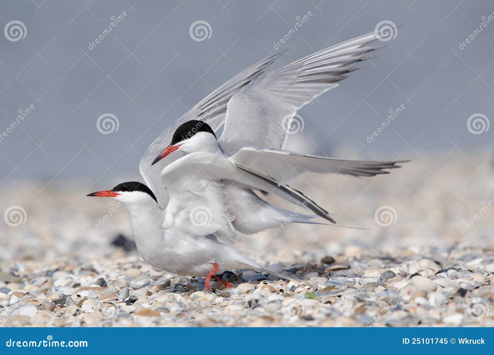 Common tern stock image. Image of pairing, courtship - 25101745