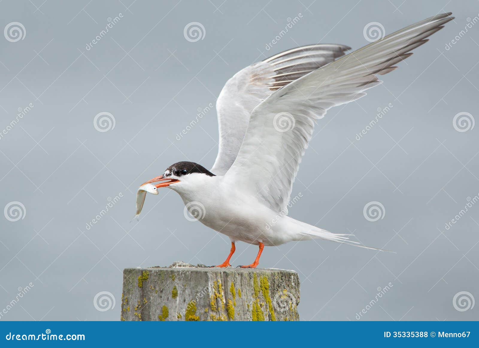 Common Tern, artic tern stock photo. Image of nature - 35335388