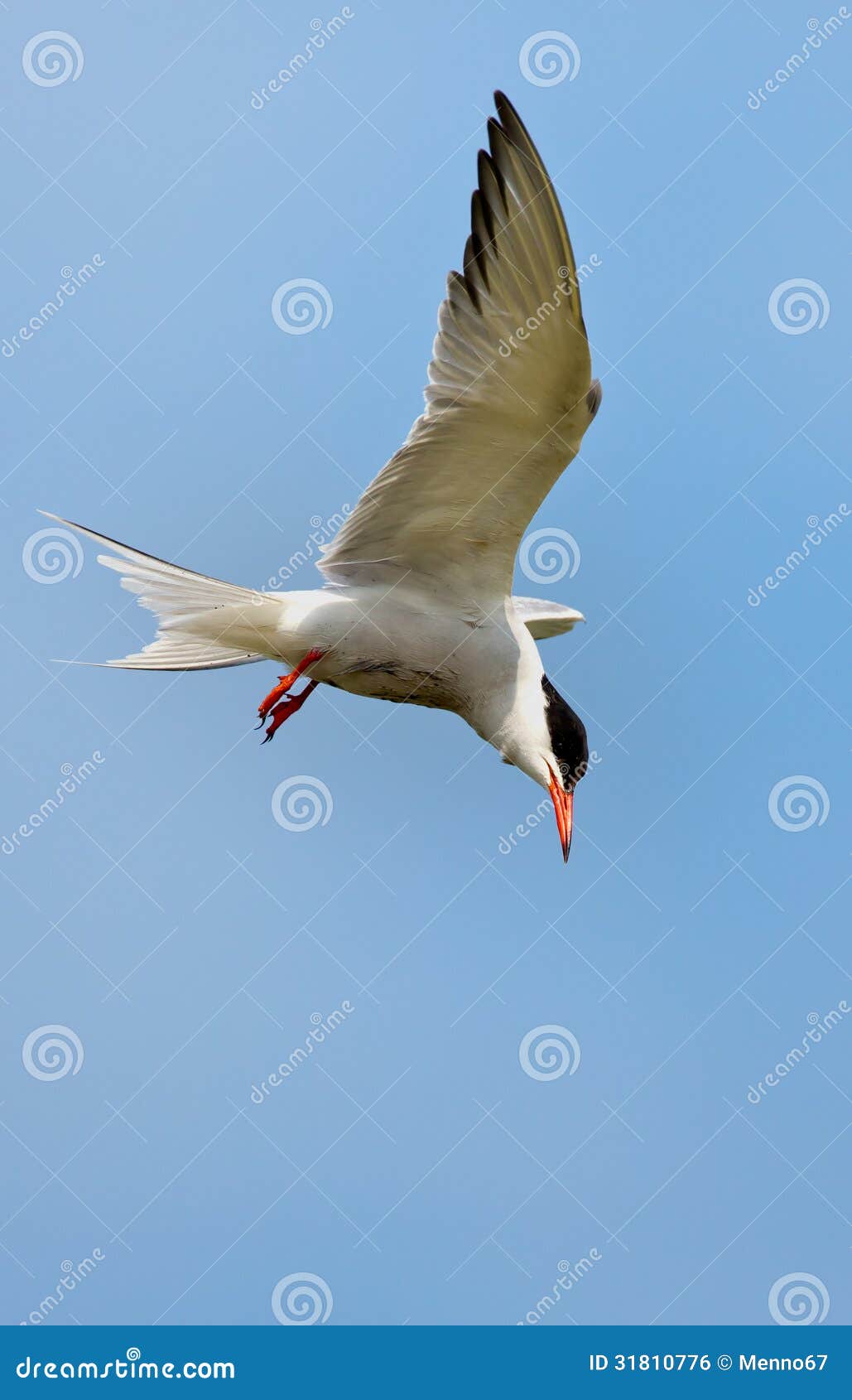Common Tern or artic tern stock photo. Image of chick - 31810776