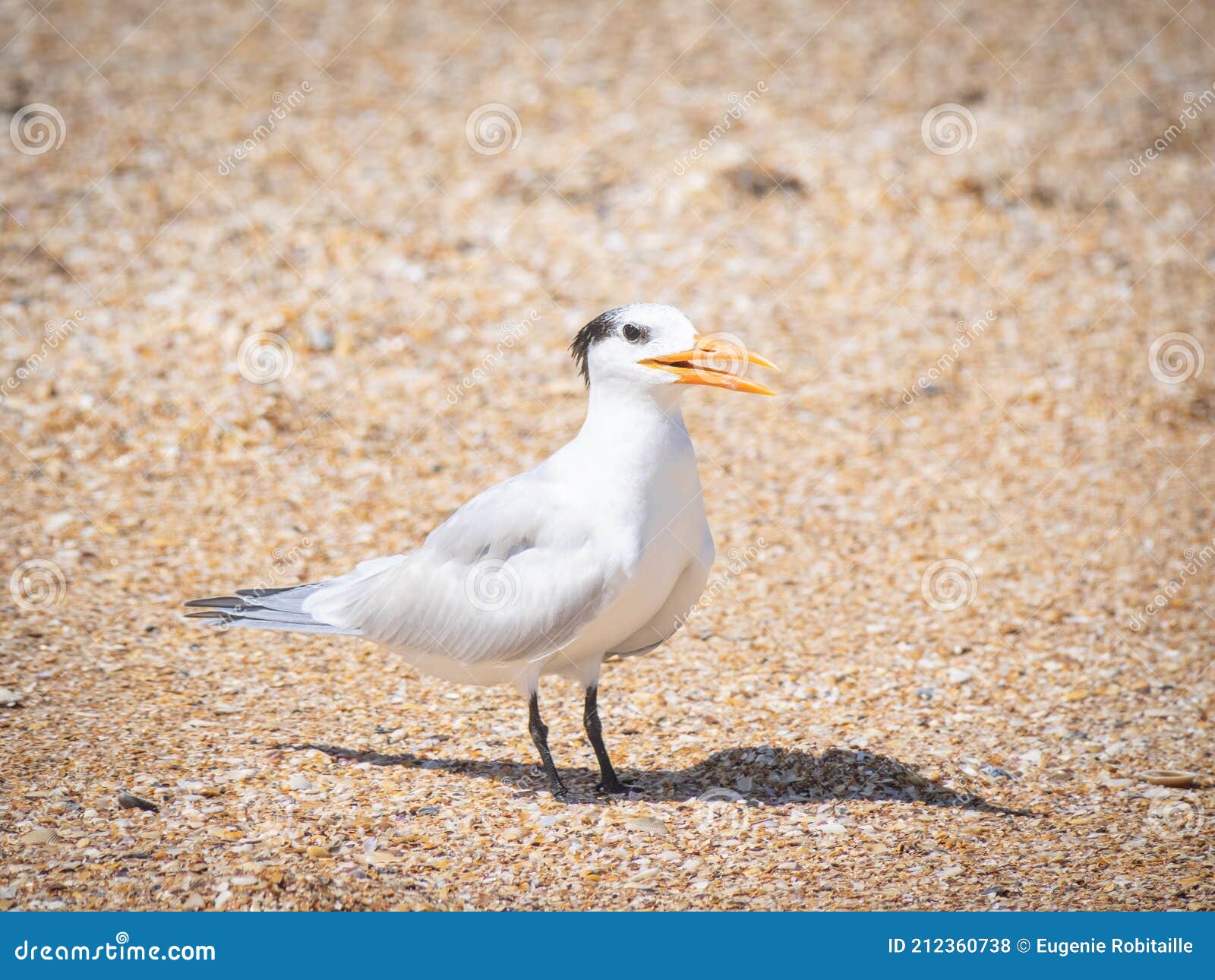 Common tern on beach stock photo. Image of nature, birdy - 212360738