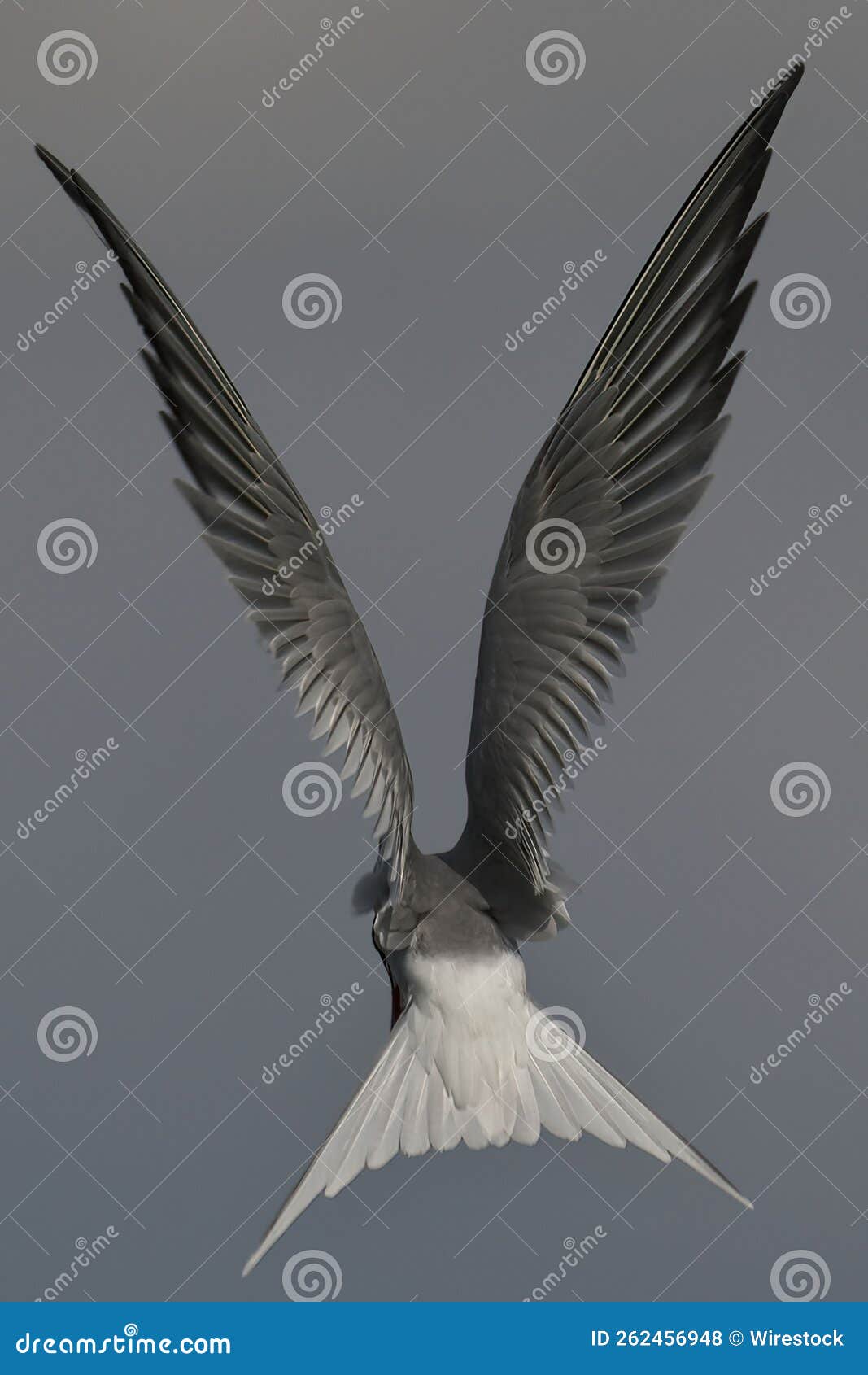 Common Tern Bird Flying with Wings Up on a Gray Background Stock Photo ...