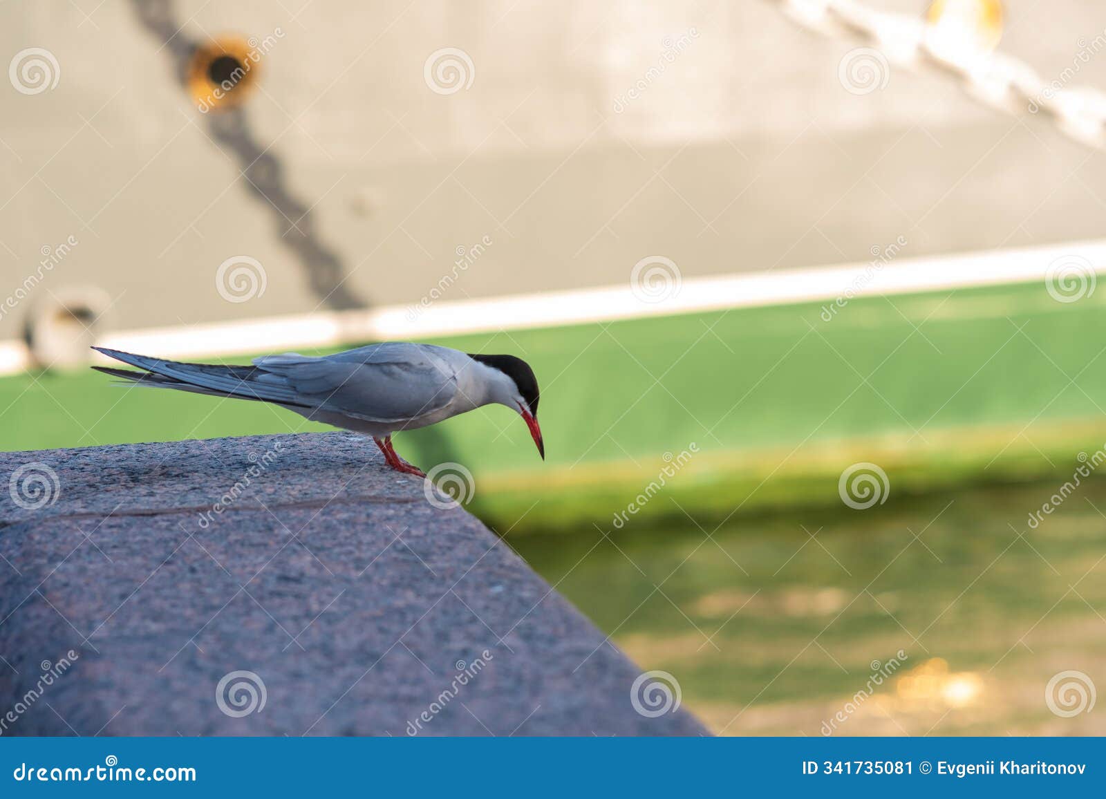 Common Tern Bird on a Granite Parapet Above the Water with Ships in the ...
