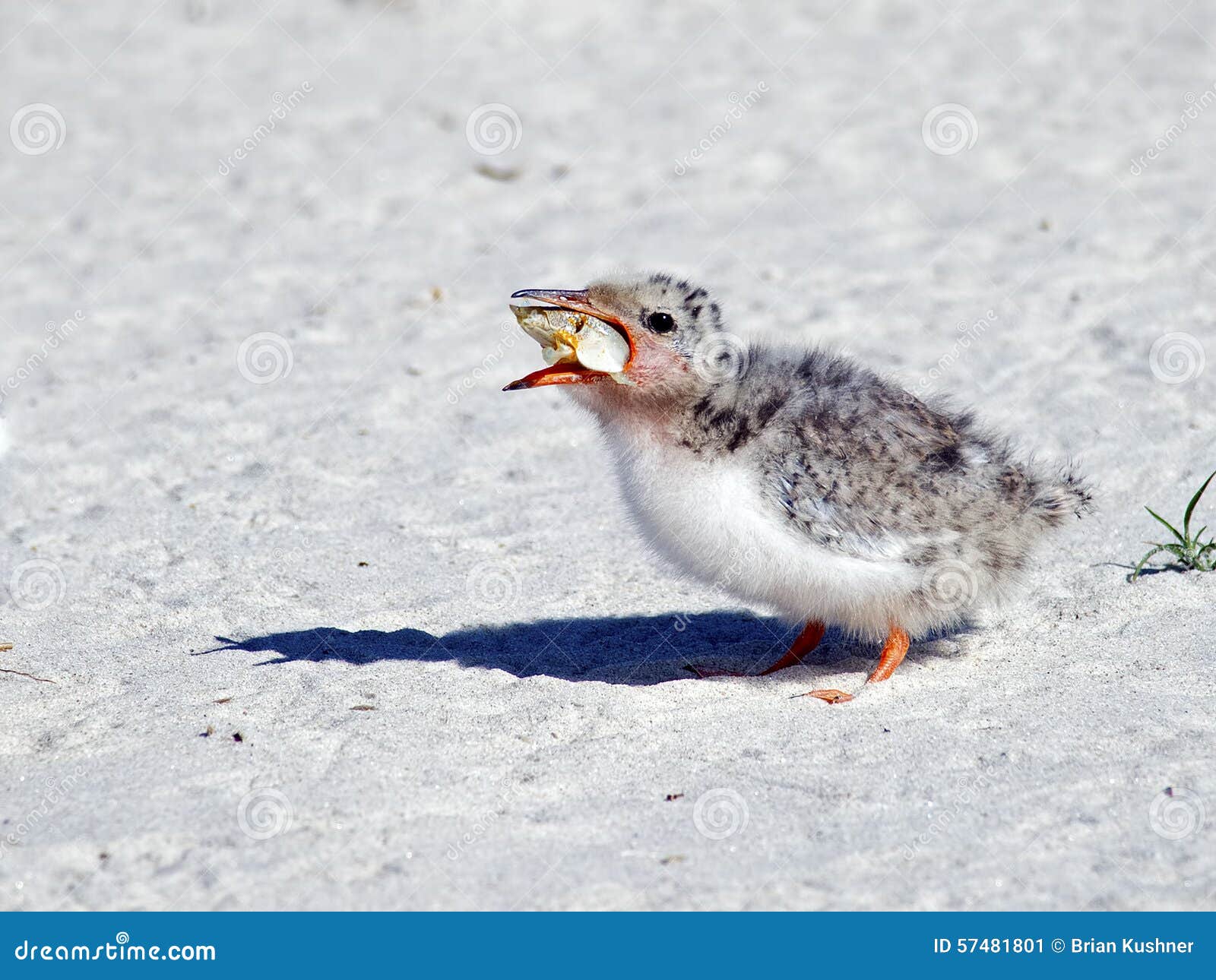 Common Tern Chick with Fish Stock Image - Image of avian, fish: 57481801