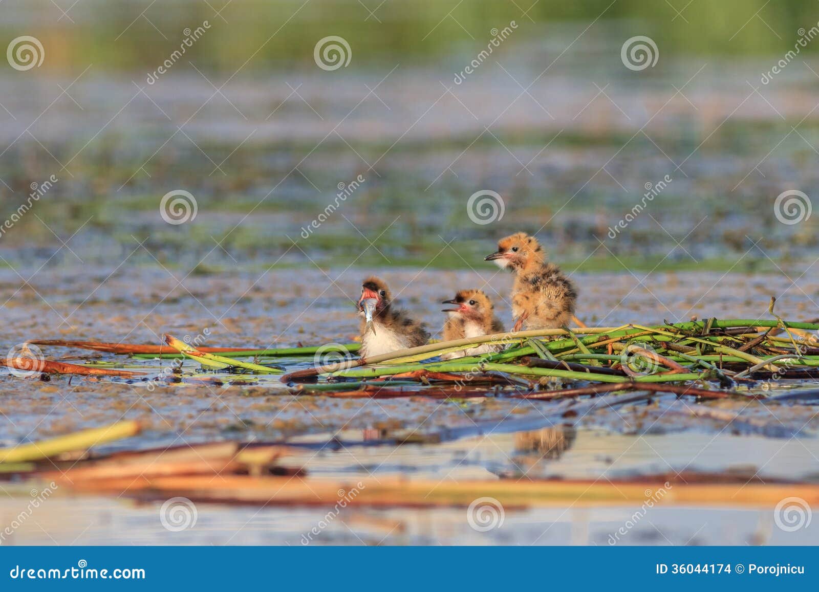 Common tern chick on lake stock photo. Image of tern - 36044174