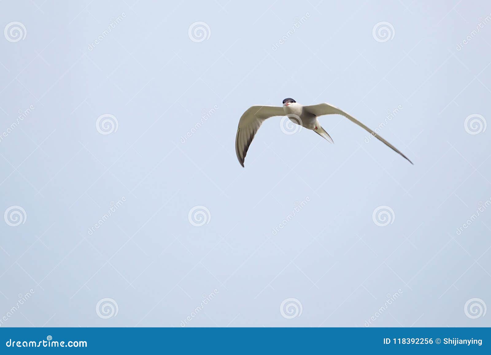 Common tern stock photo. Image of animal, birds, tern - 118392256