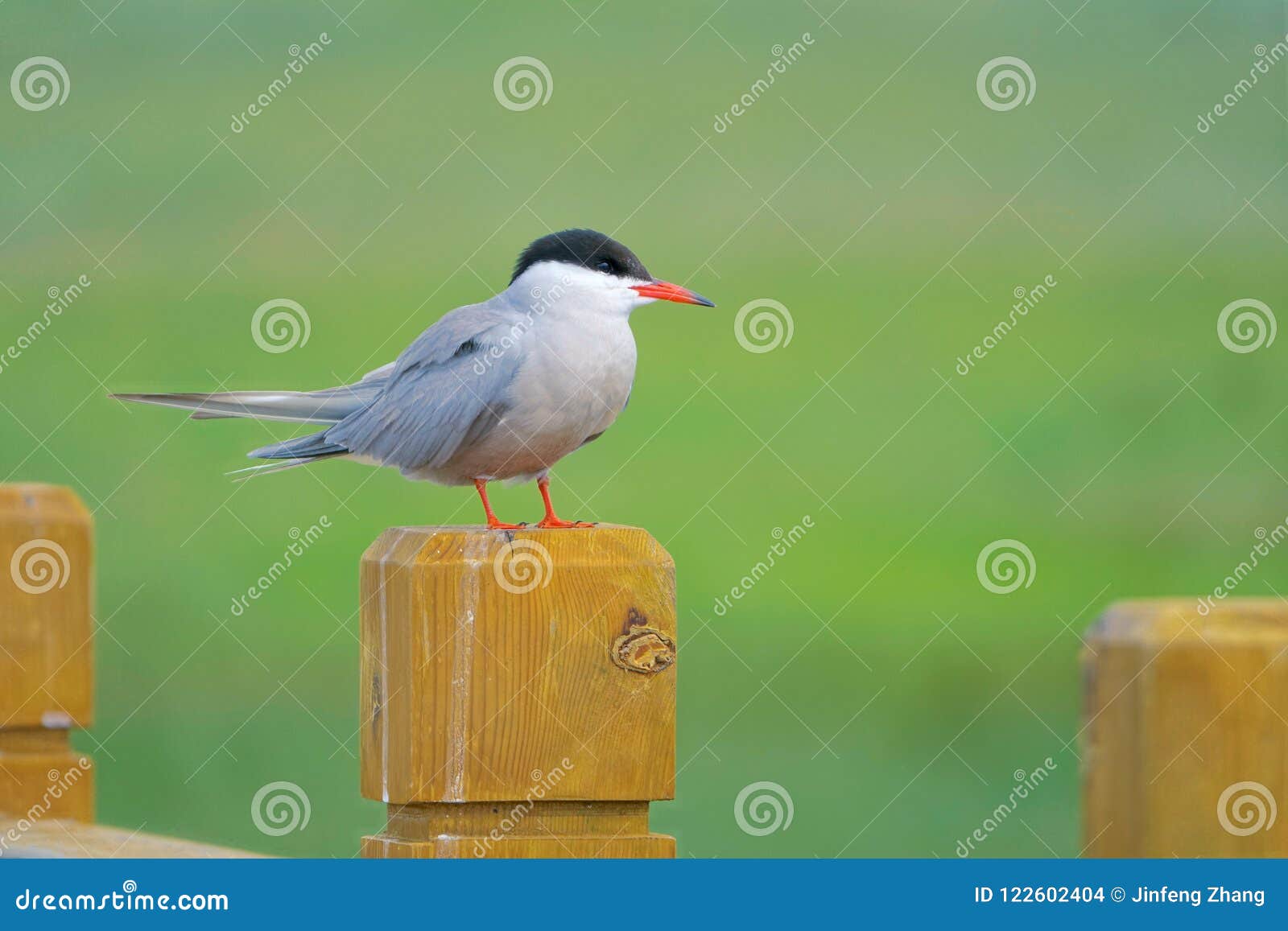 Common tern stock photo. Image of nature, natural, common - 122602404