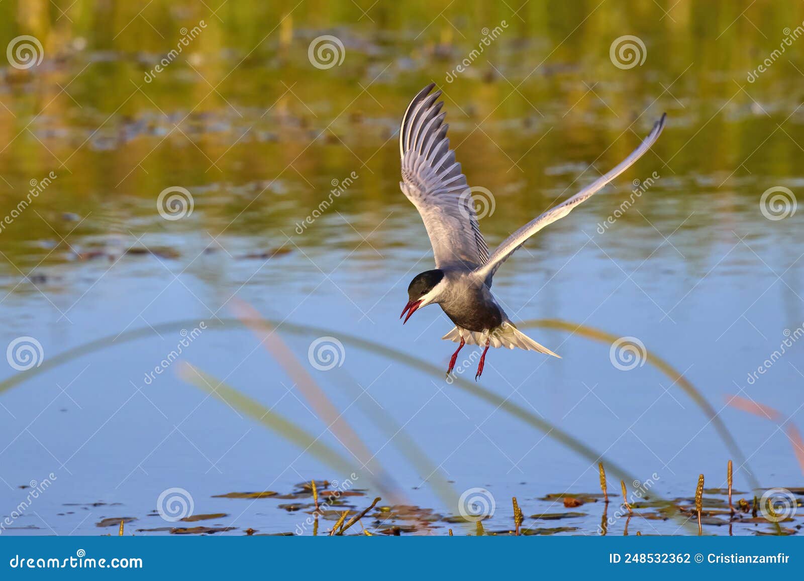 Common Tern in Different Poses Stock Photo - Image of flight, tern ...
