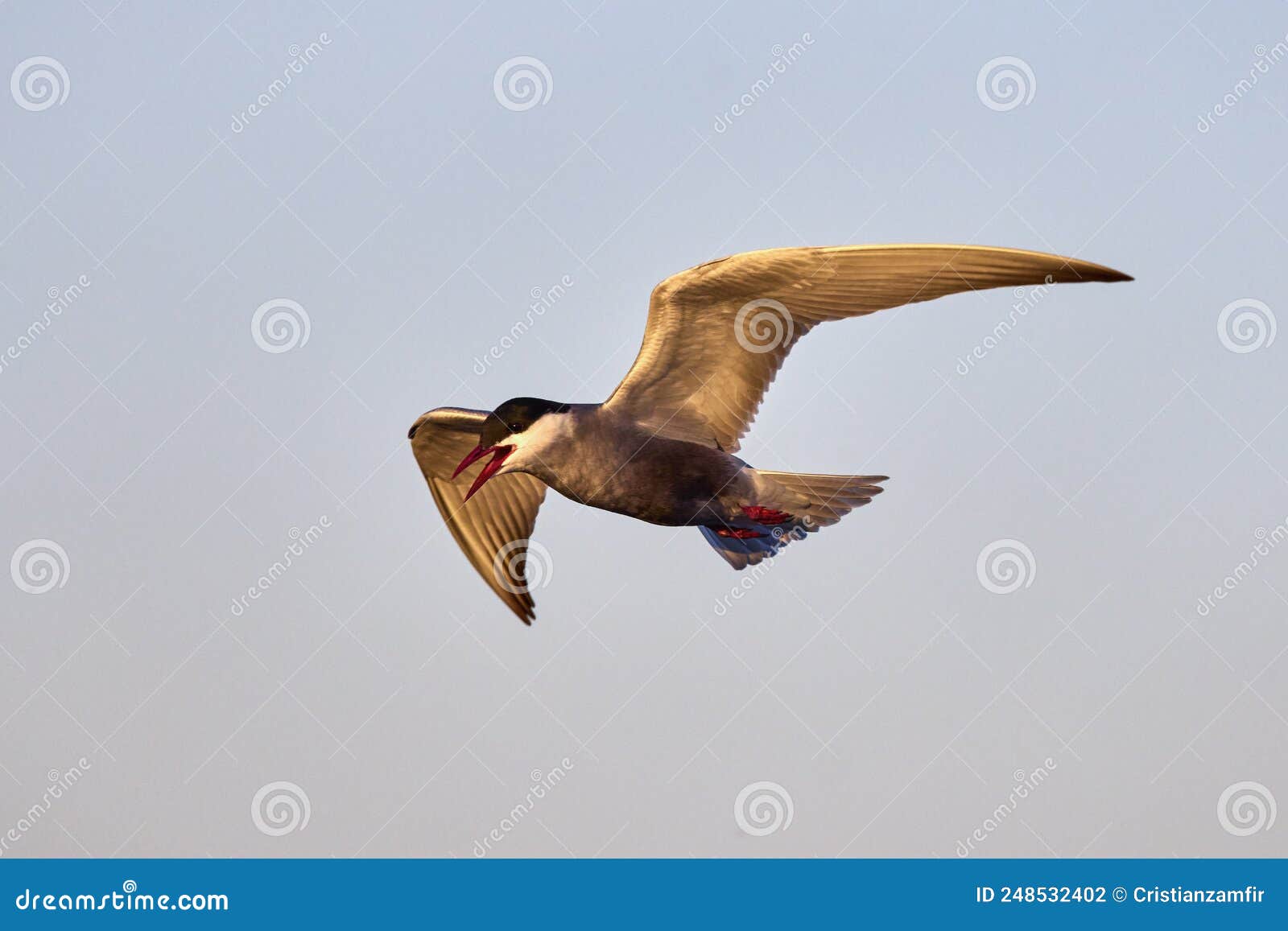 Common Tern in Different Poses Stock Photo - Image of birdwatching ...