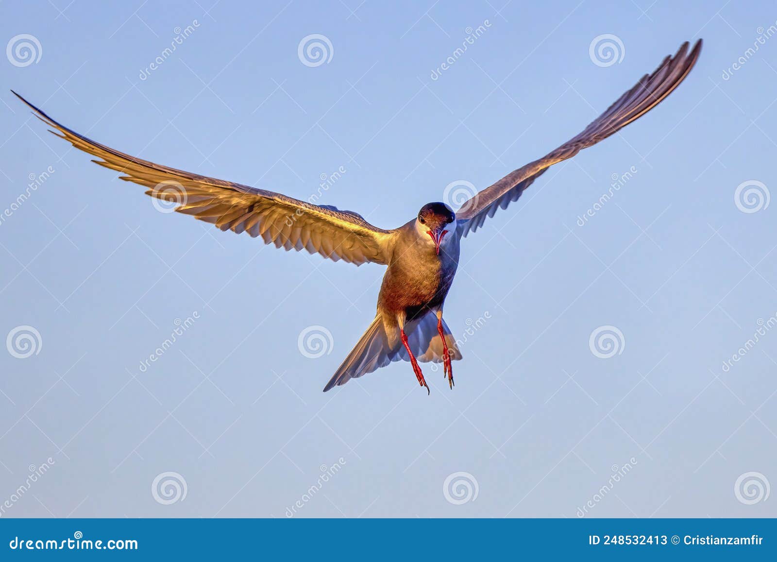 Common Tern in Different Poses Stock Image - Image of spring, natural ...