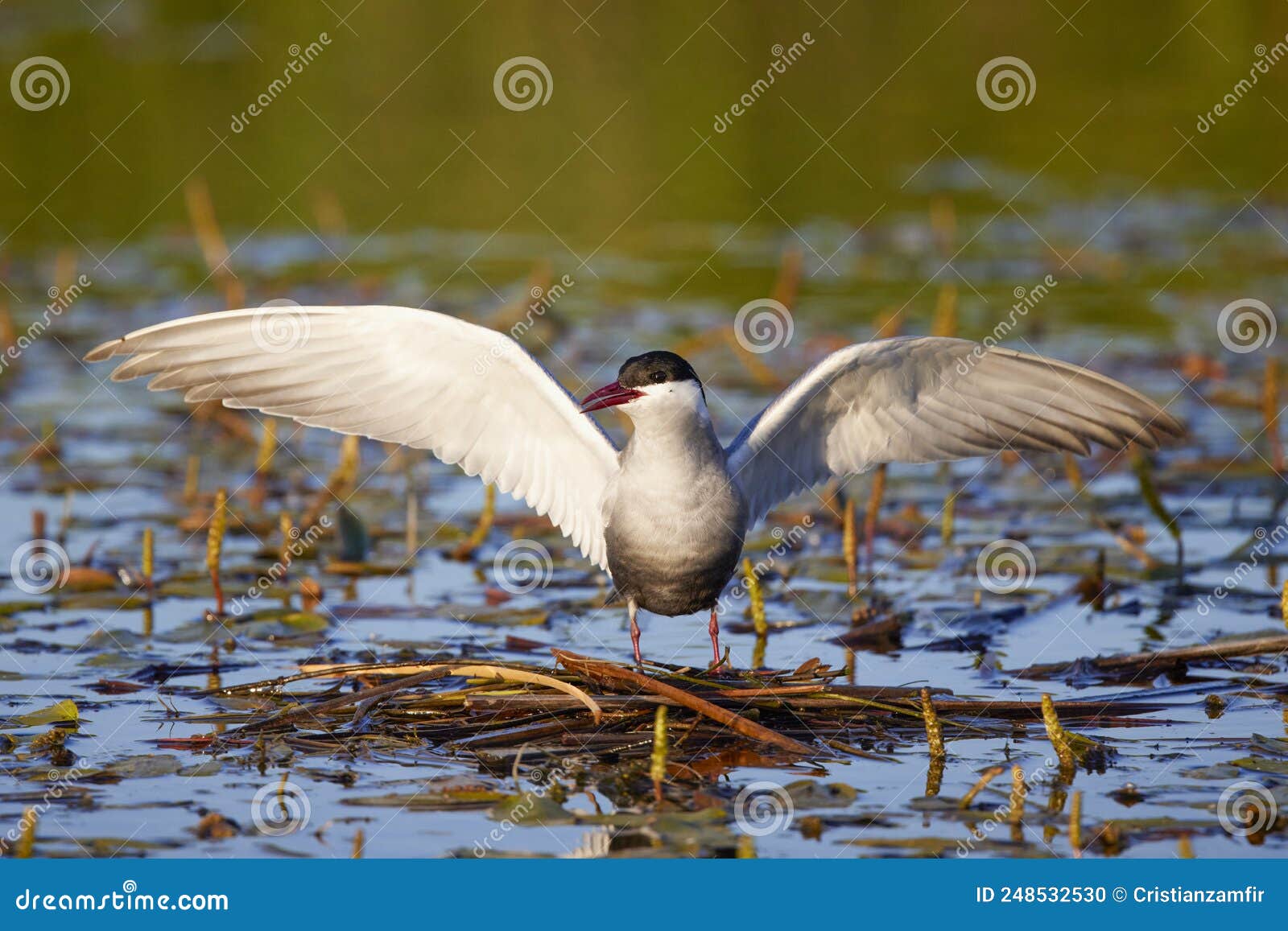 Common Tern in Different Poses Stock Photo - Image of animals, fauna ...
