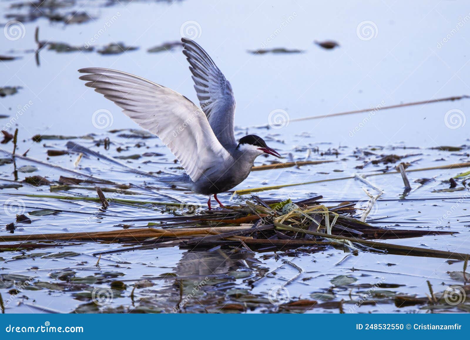 Common Tern in Different Poses Stock Photo - Image of flight, european ...