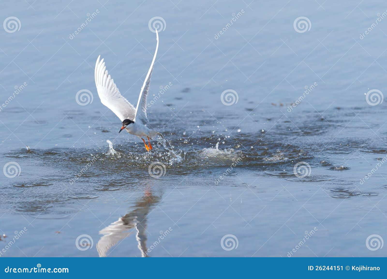 Common Tern, diving stock image. Image of flight, bird - 26244151