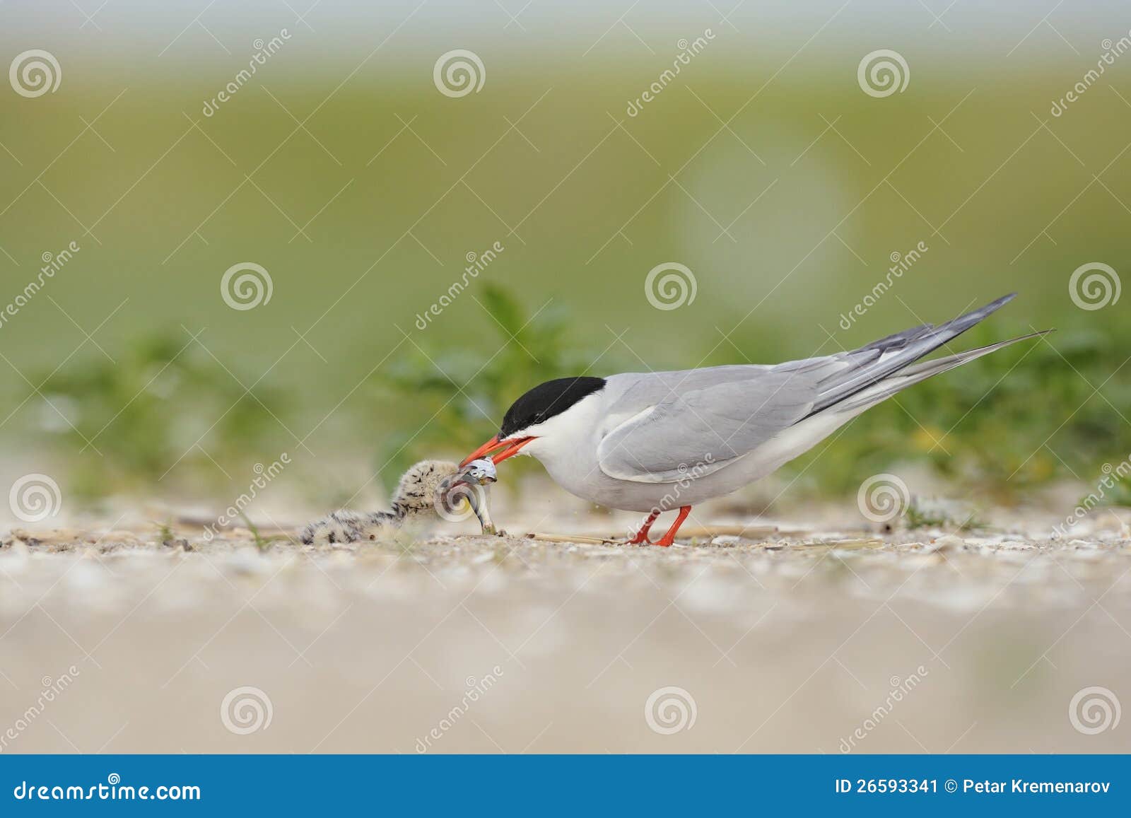 Common tern feeding chick stock image. Image of action - 26593341