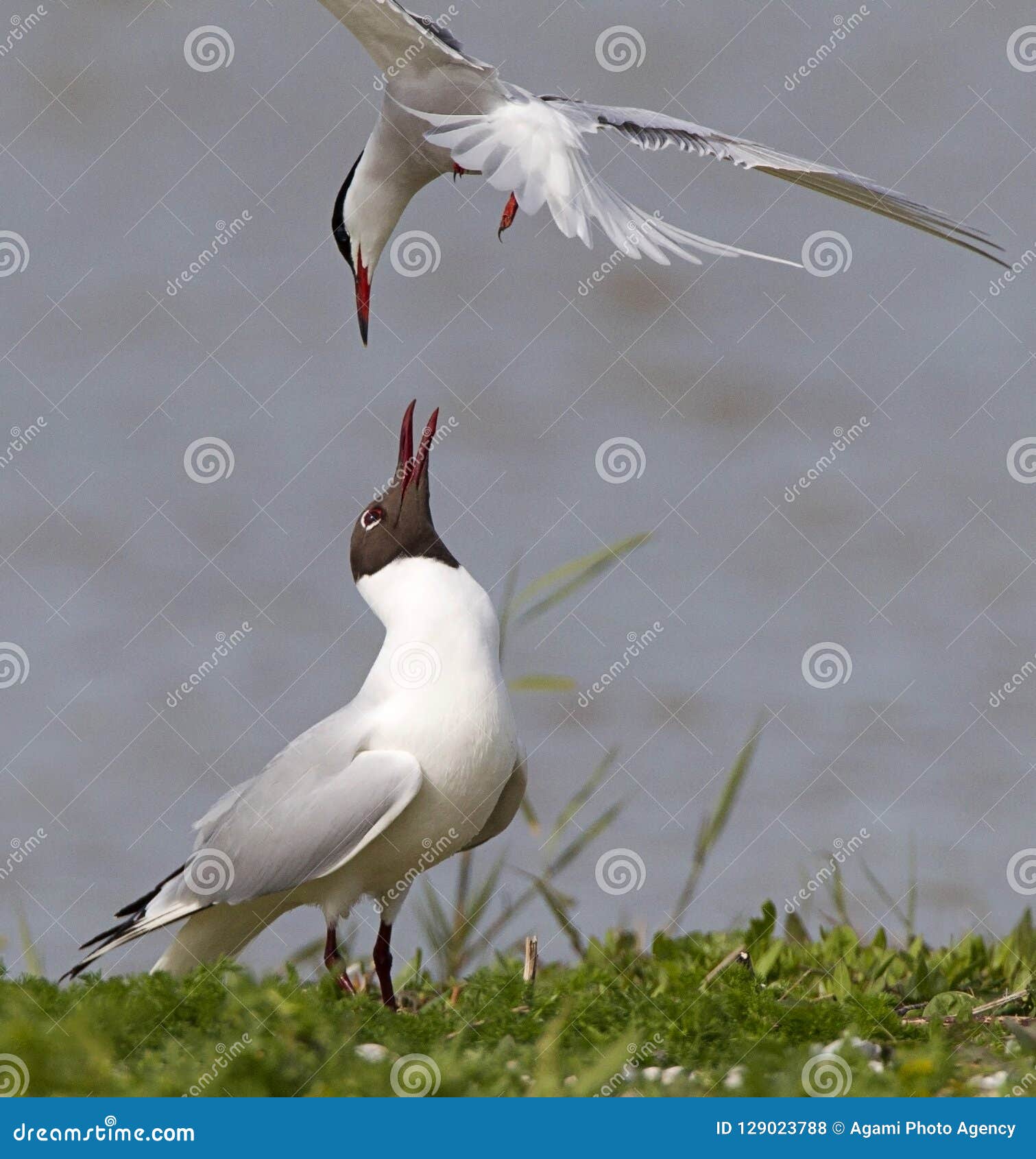Common Tern Fighting with Blackheaded Gull Stock Photo - Image of ...