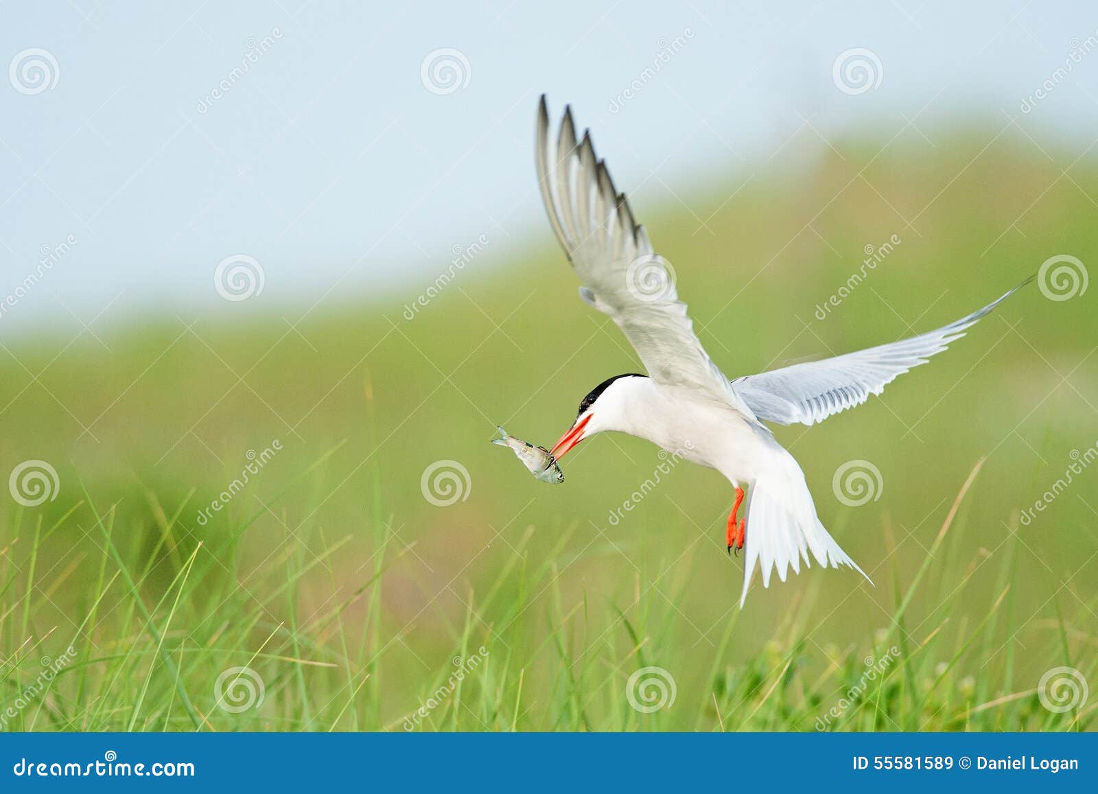 Common Tern with fish stock image. Image of fish, bird - 55581589
