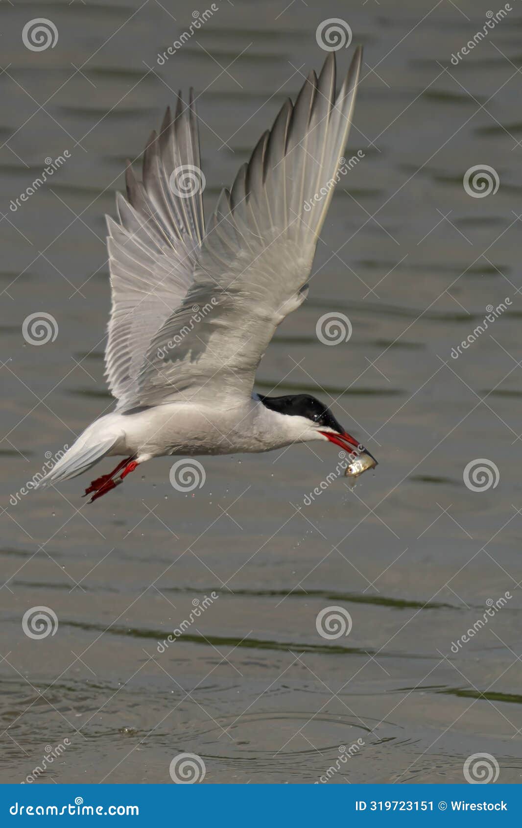 Common Tern with a Fish in Its Beak Over the Water Stock Image - Image ...