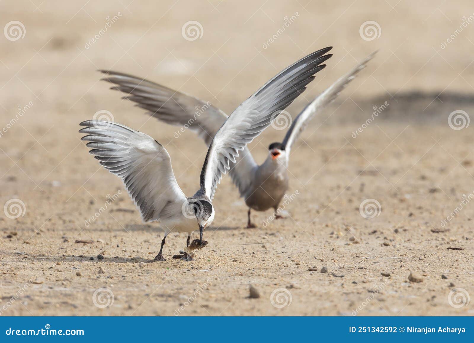 White Cheeked Tern with Fish Stock Photo - Image of wing, cheeked ...