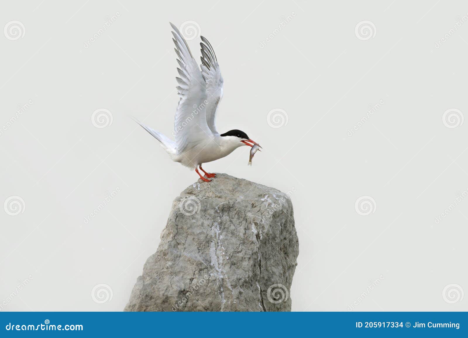 A Common Tern with Fish Lands on a Rock in Canada Stock Photo - Image ...