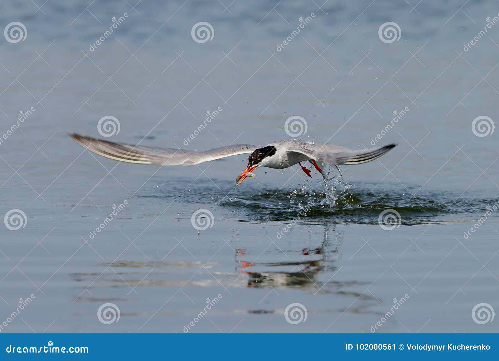 Common tern fishing stock image. Image of birds, common - 102000561