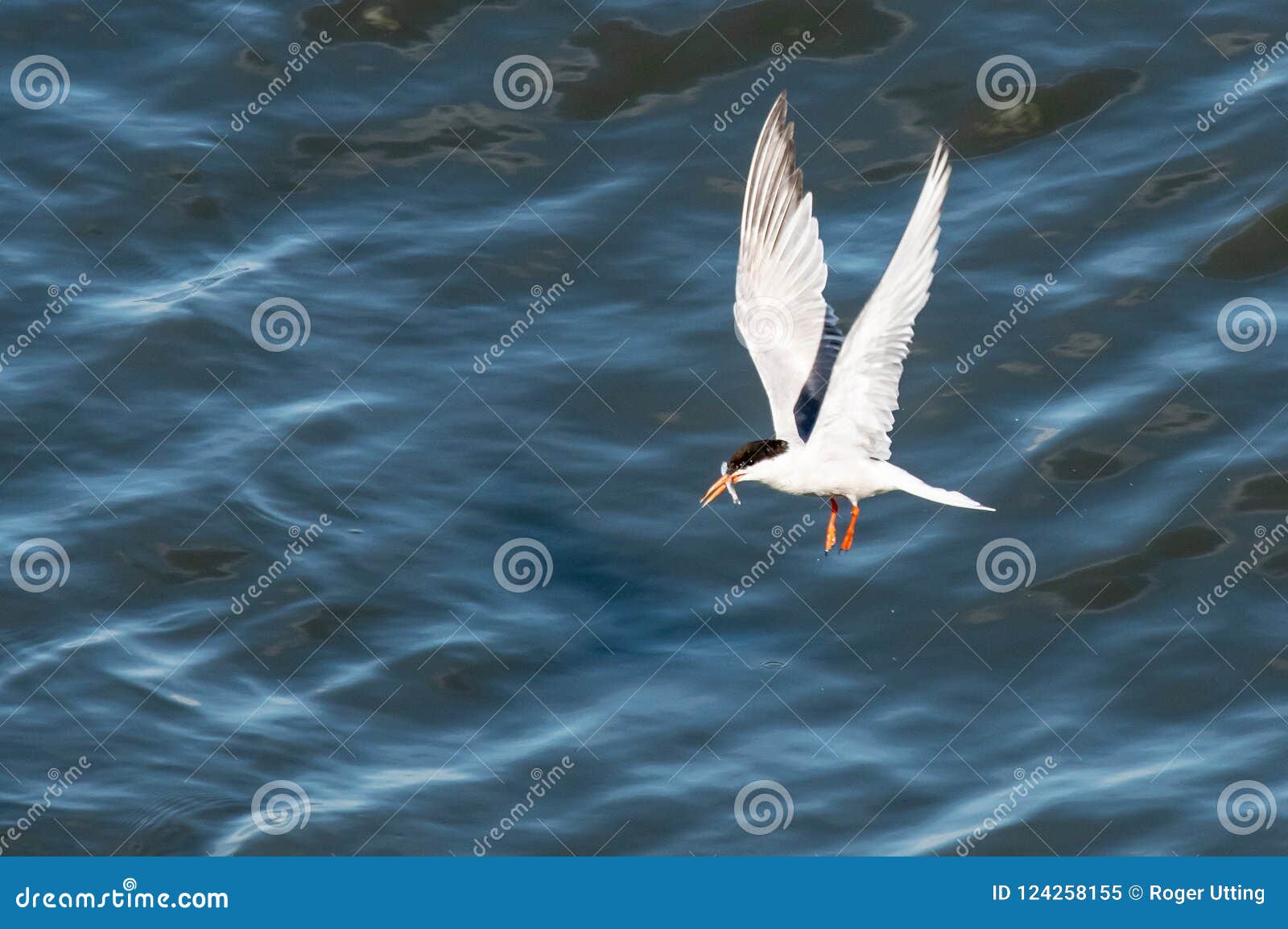 Common Tern fishing stock image. Image of seabird, aves - 124258155