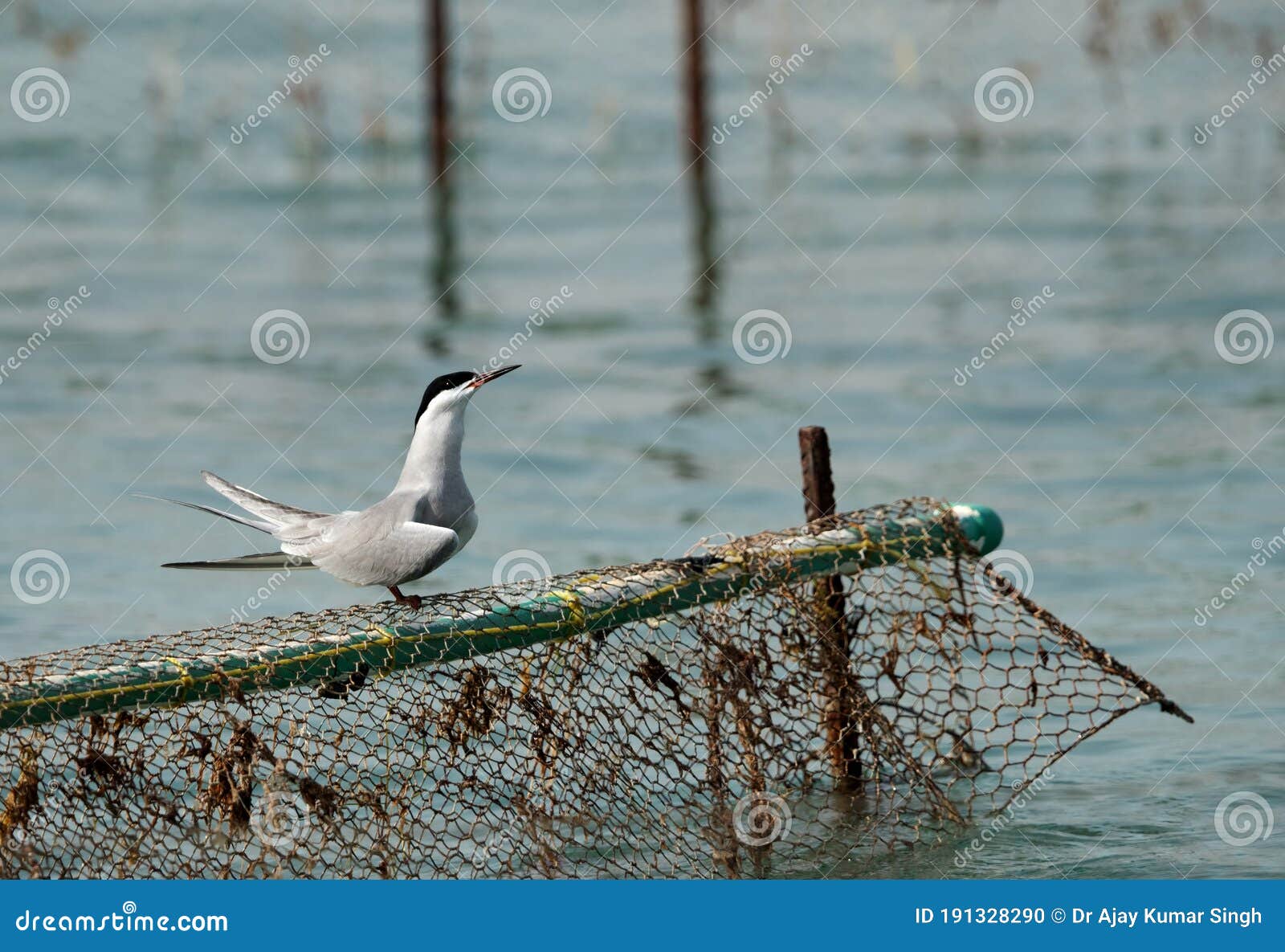 Common tern on fishing net stock photo. Image of ternquot - 191328290