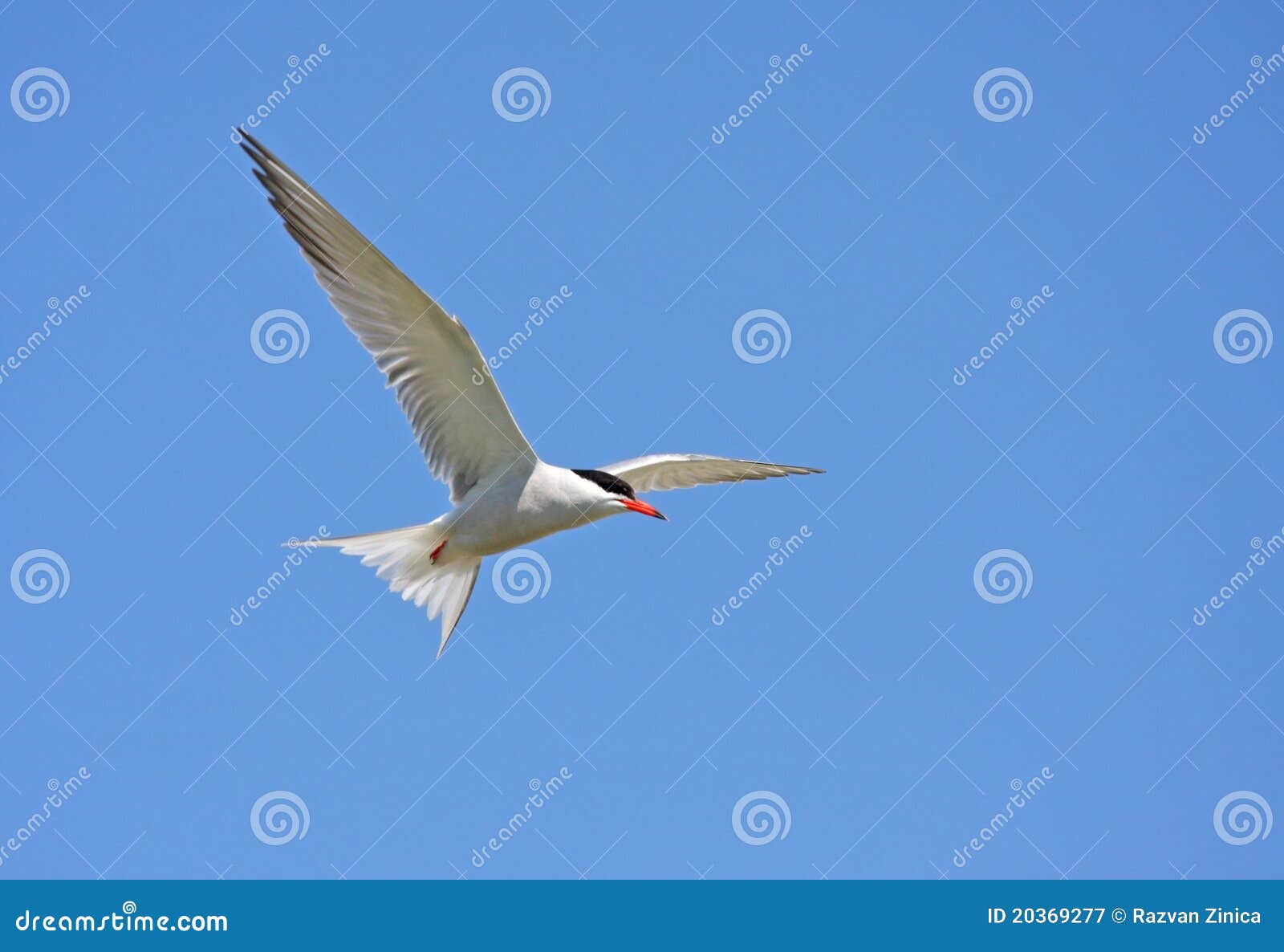 Common tern in flight stock image. Image of birds, common - 20369277
