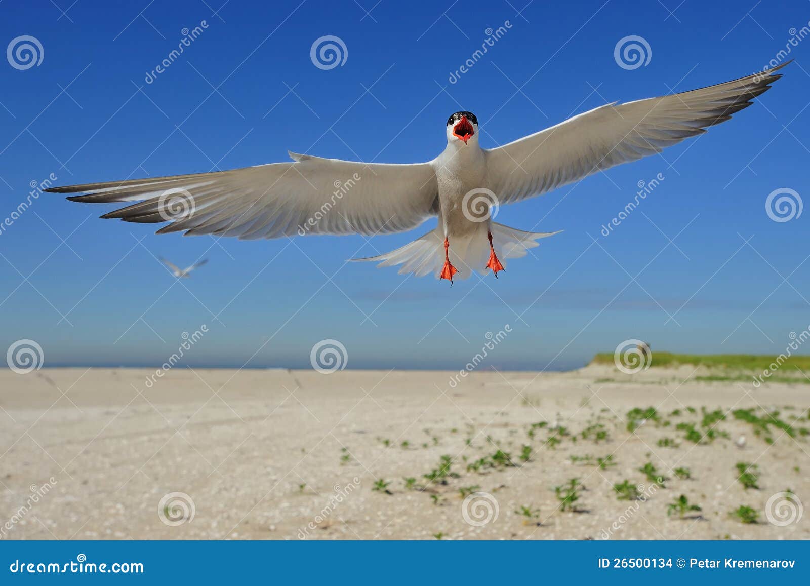 Common tern in flight stock photo. Image of bird, wildlife - 26500134