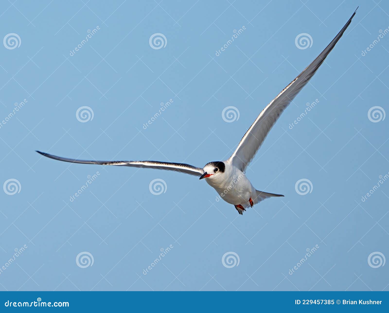 Common Tern in Flight Against Blue Sky Stock Image - Image of flight ...