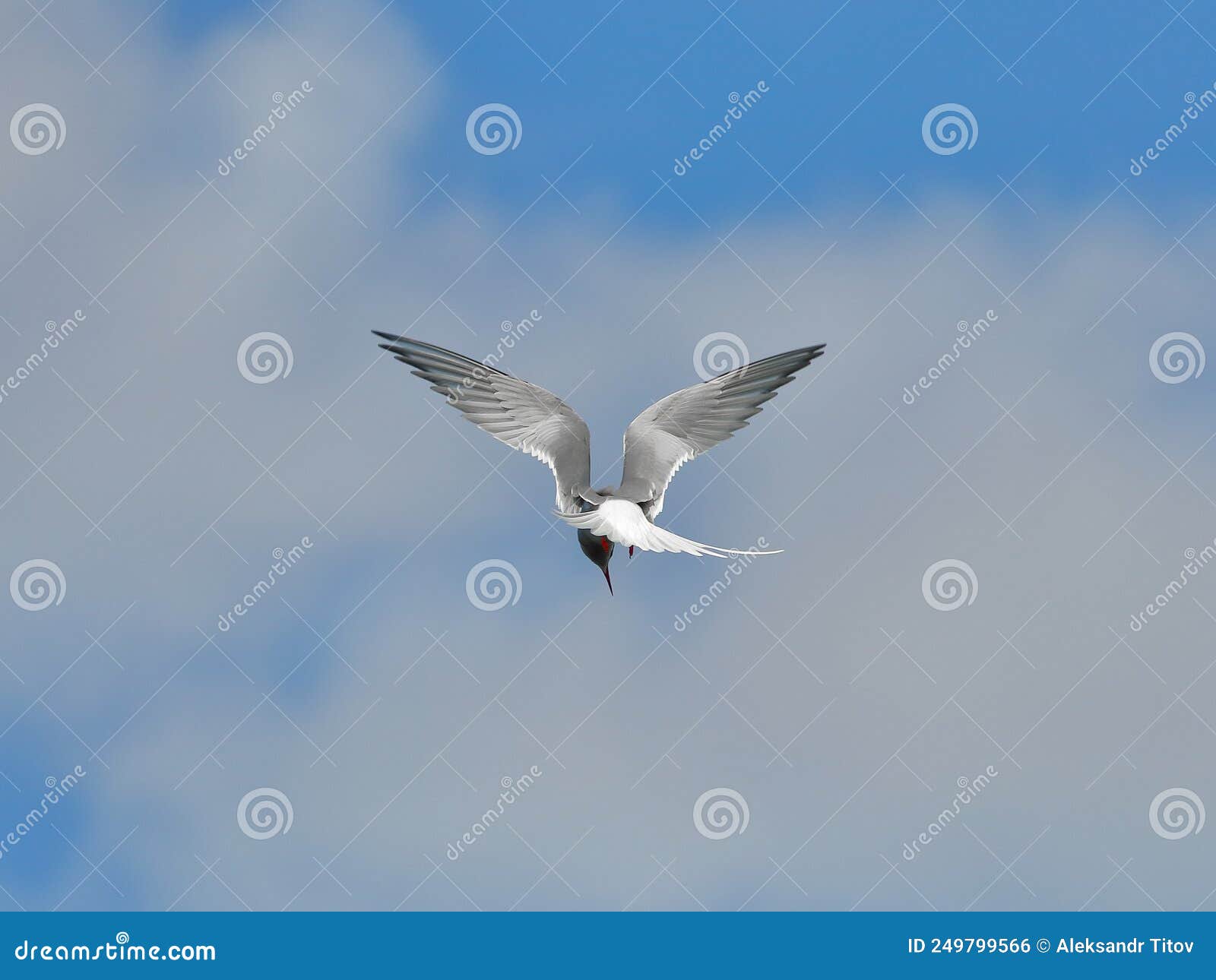 Common Tern in Flight Against a Blue Sky Stock Photo - Image of prey ...